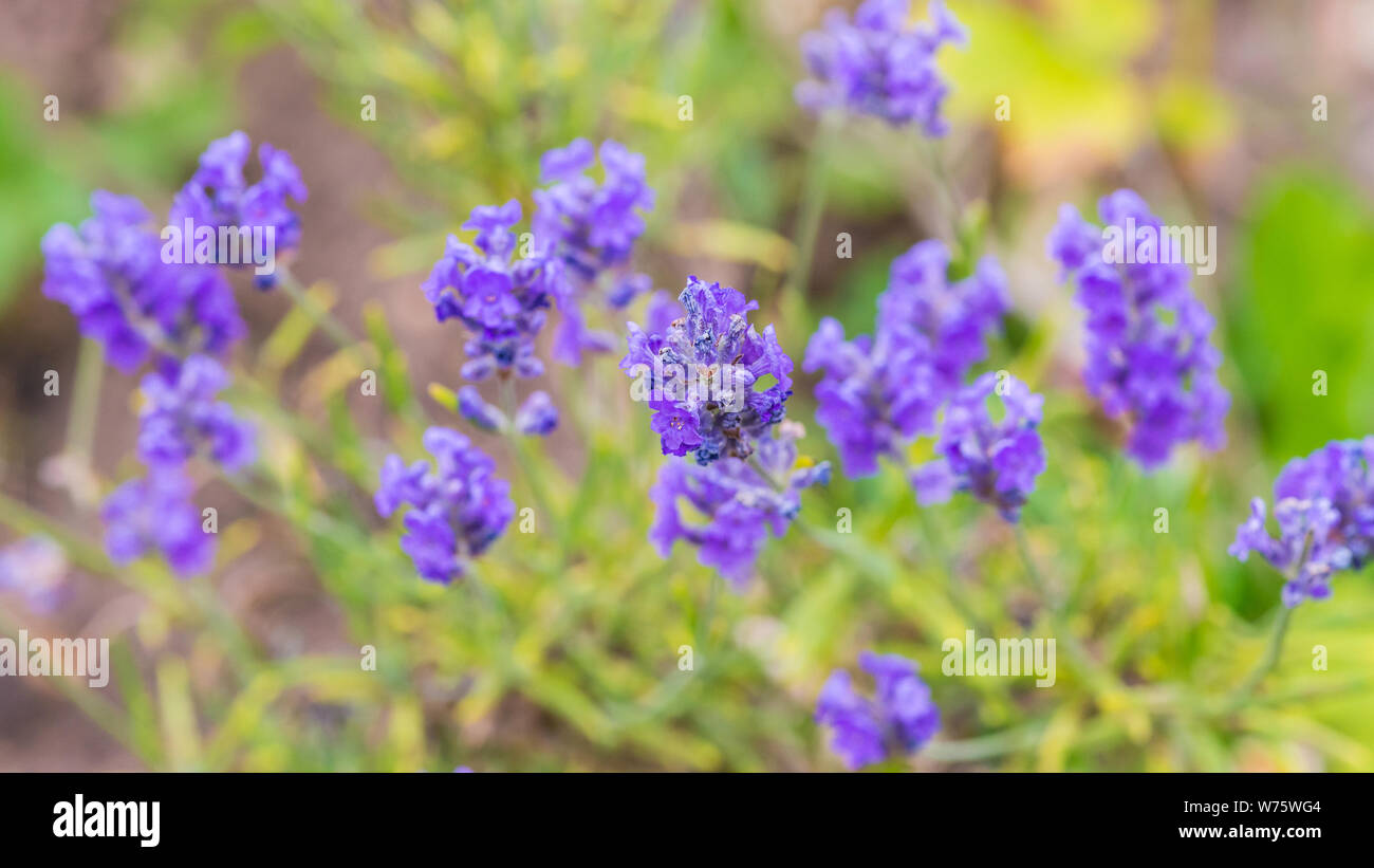 Closeup lavender blooms hi-res stock photography and images - Alamy