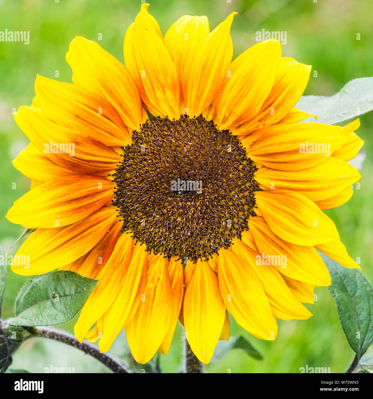 Solar flash sunflower hi-res stock photography and images - Alamy