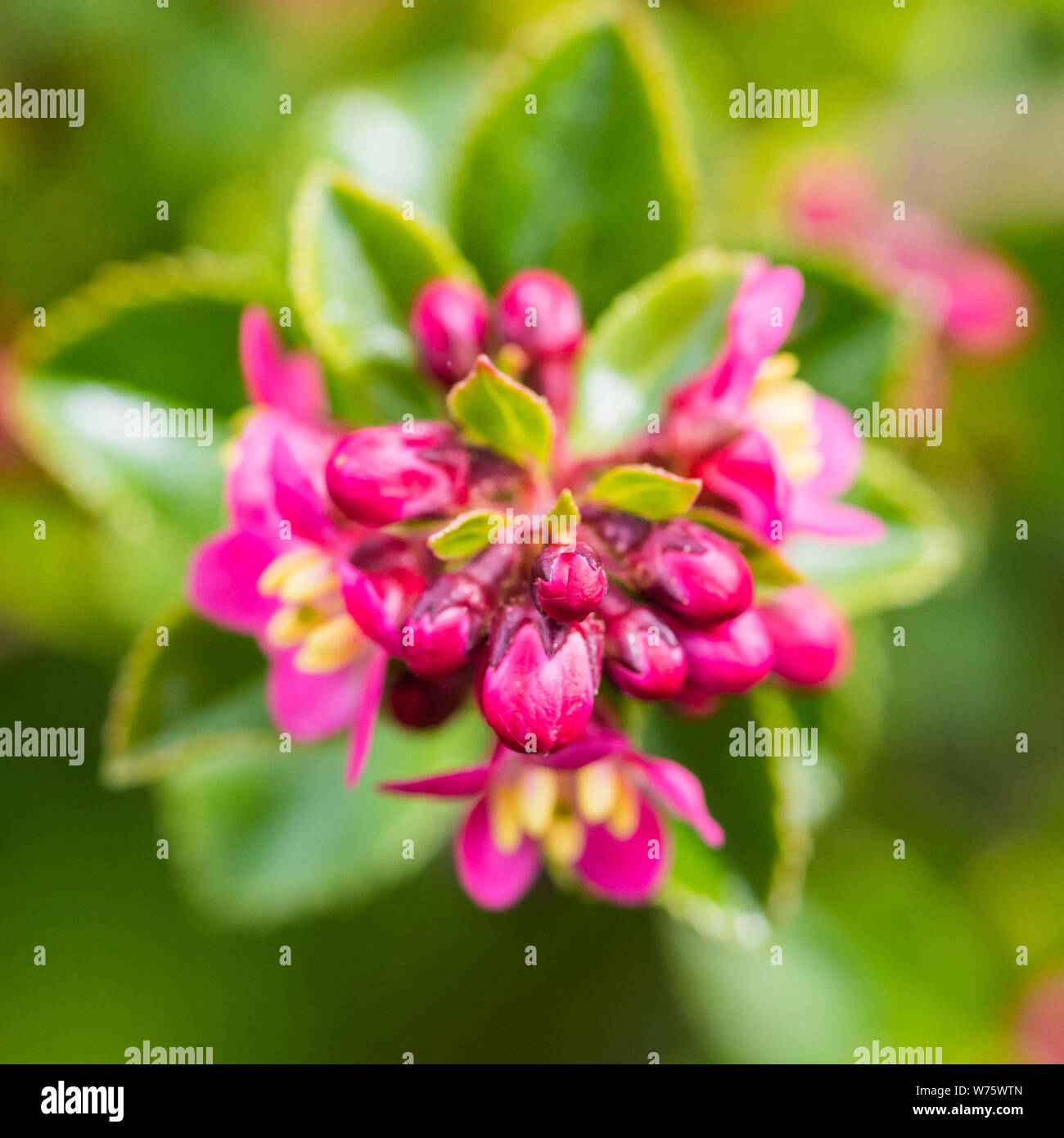 Escallonia closeup hi-res stock photography and images - Alamy
