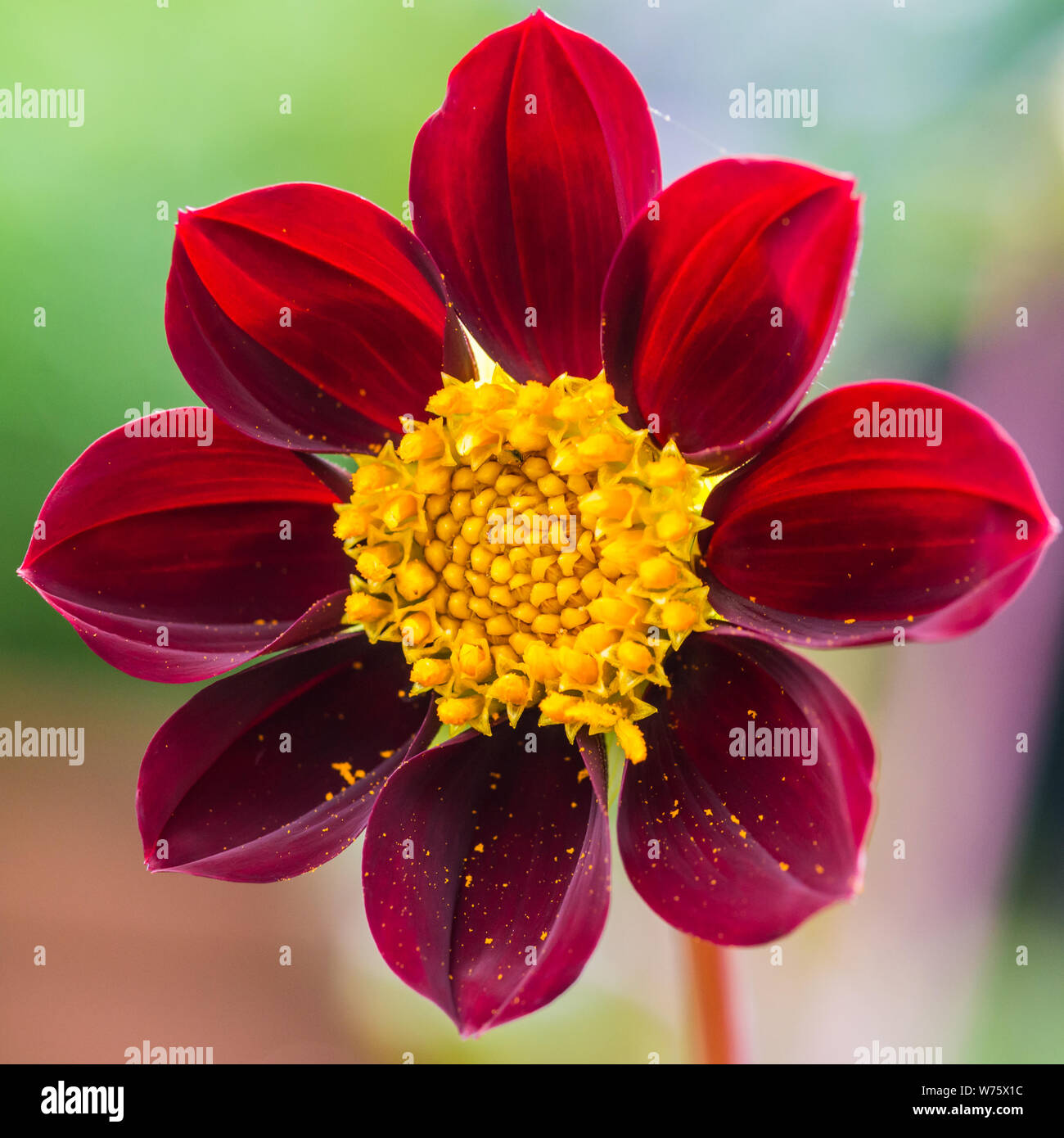 Mexican star hi-res stock photography and images - Alamy