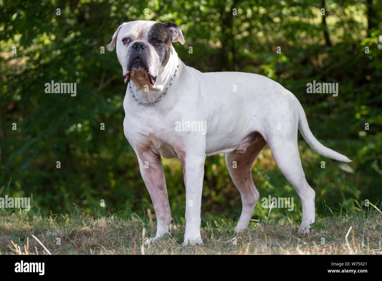 American Bulldog, standing Stock Photo - Alamy
