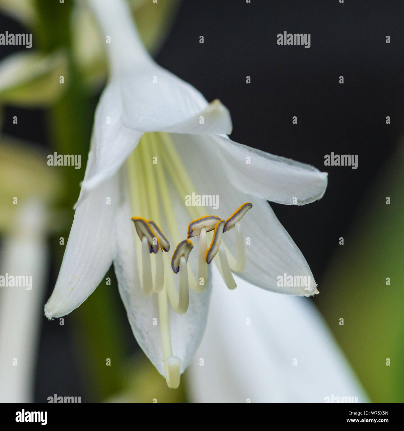 Hosta bloom hi-res stock photography and images - Alamy