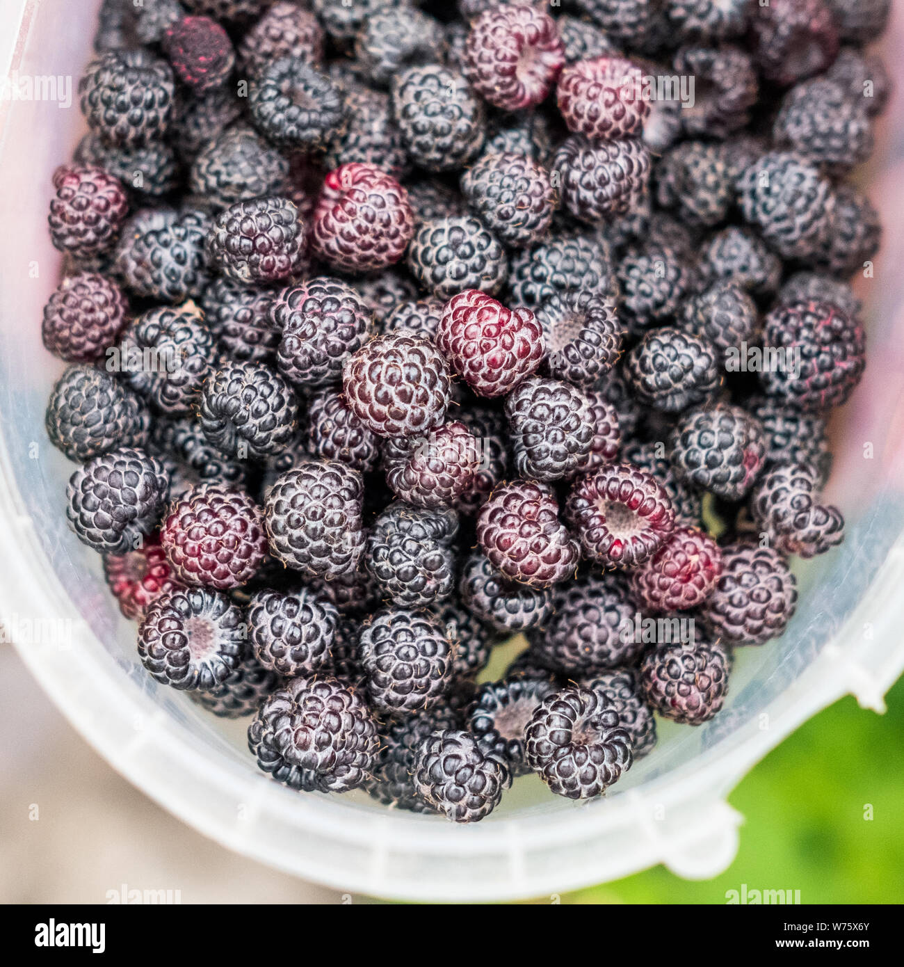 Container of berries hi-res stock photography and images - Alamy