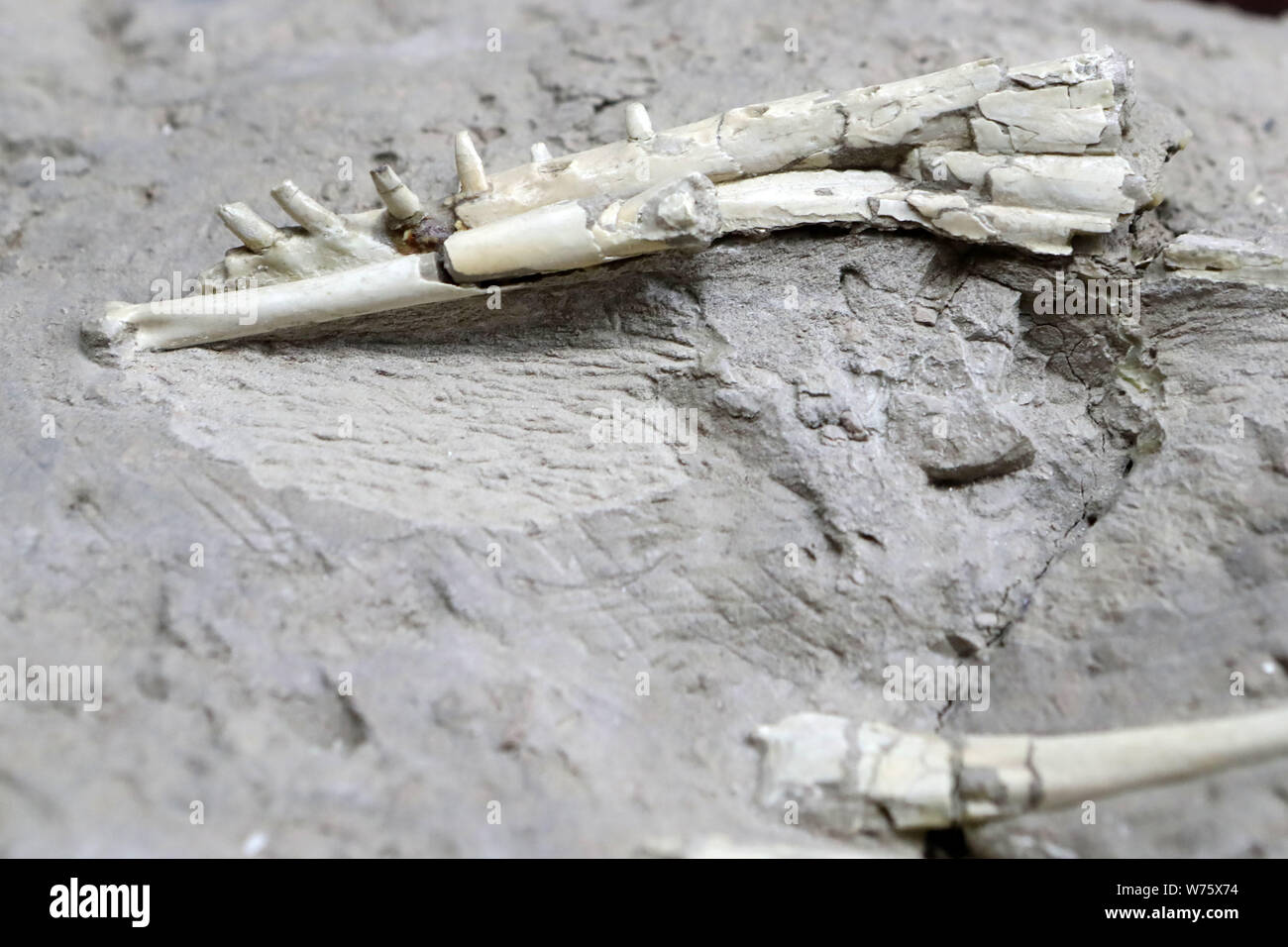 The fossils of pterosaurs, known as Hamipterus tianshanensis, are ...