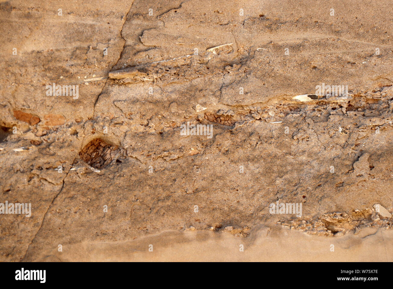 The fossils of pterosaurs, known as Hamipterus tianshanensis, are ...