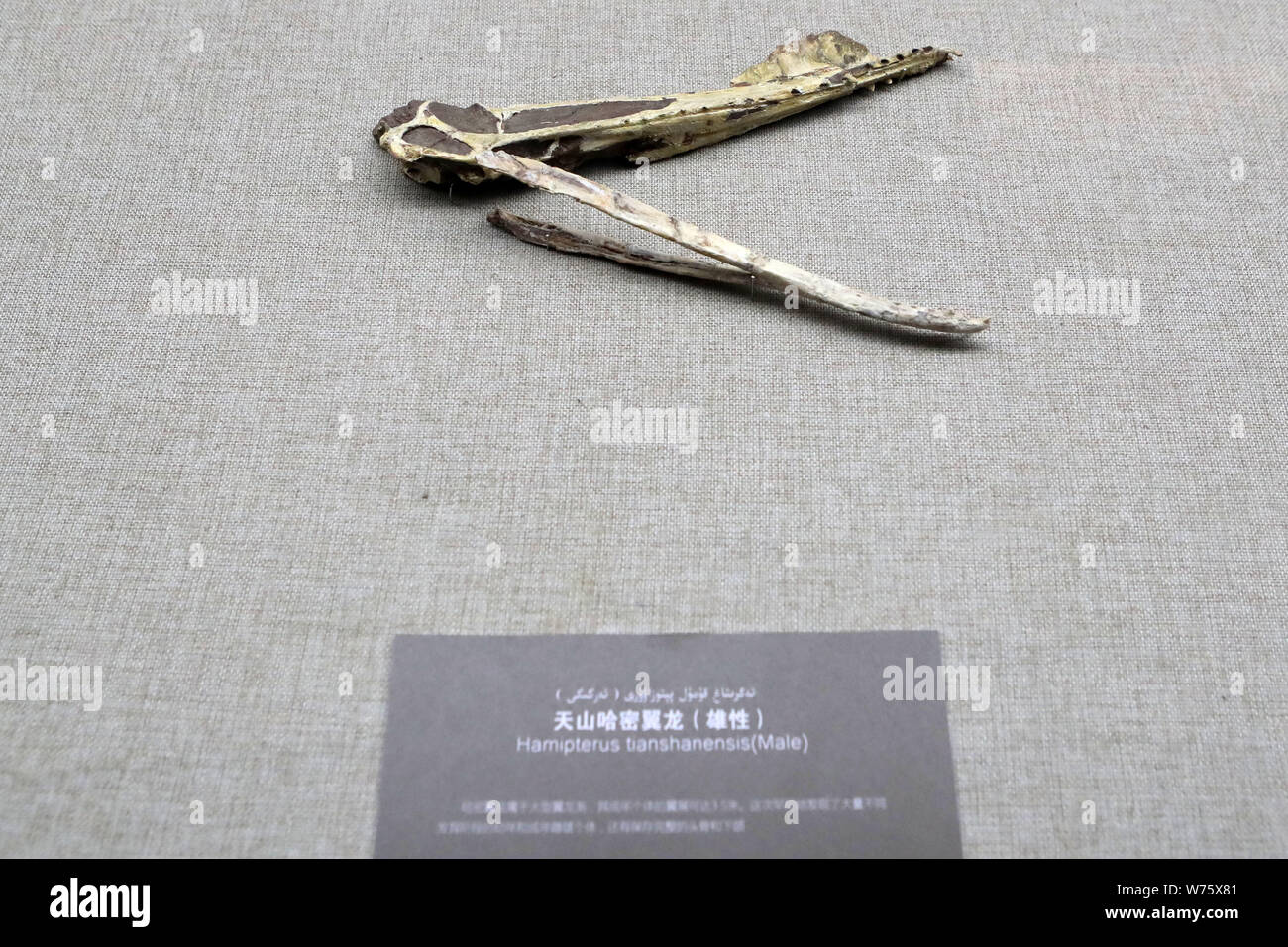 The fossils of pterosaurs, known as Hamipterus tianshanensis, unearthed ...