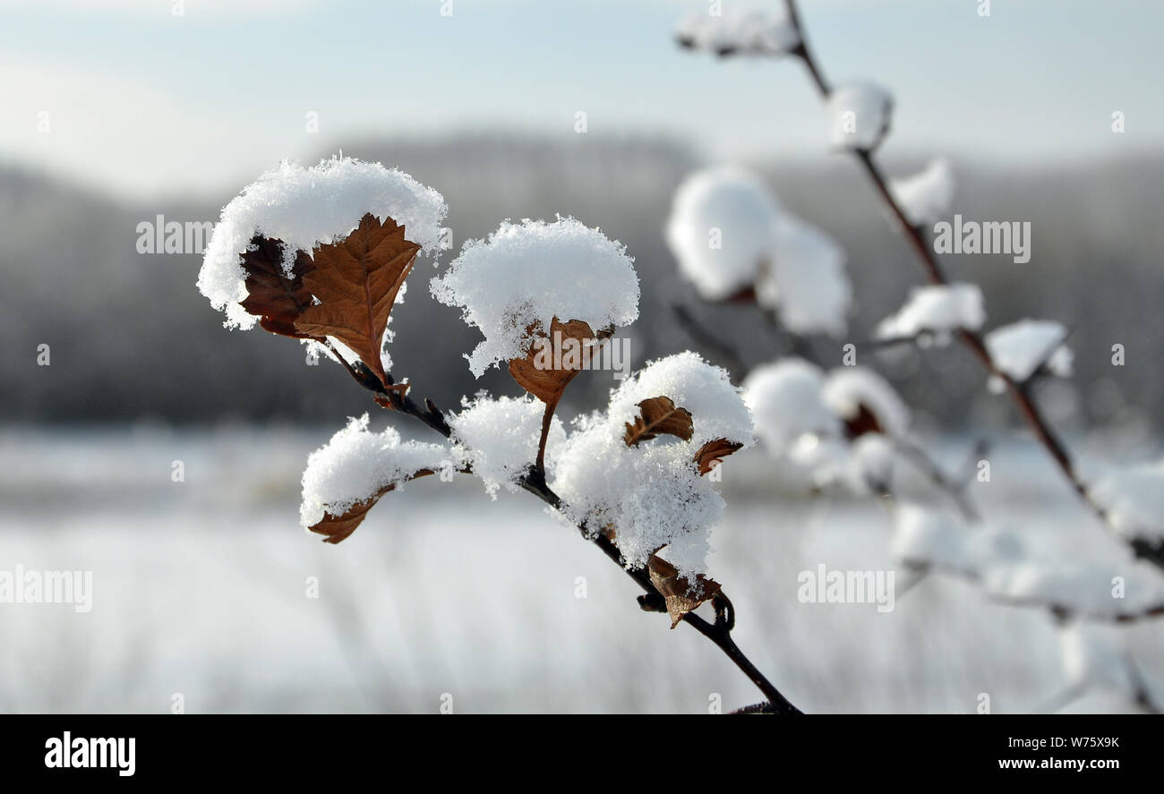 View of snow-covered leaves in Yakeshi of Hulunbuir, north China's ...