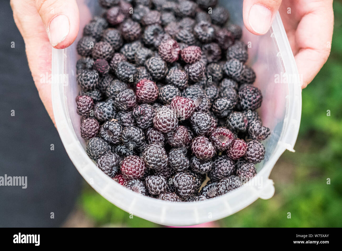 Black raspberries hi-res stock photography and images - Alamy