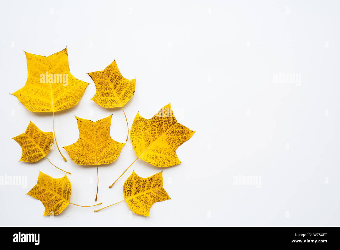 Top view, flat lay autumn fall mockup. Frame made of yellow leaves on ...