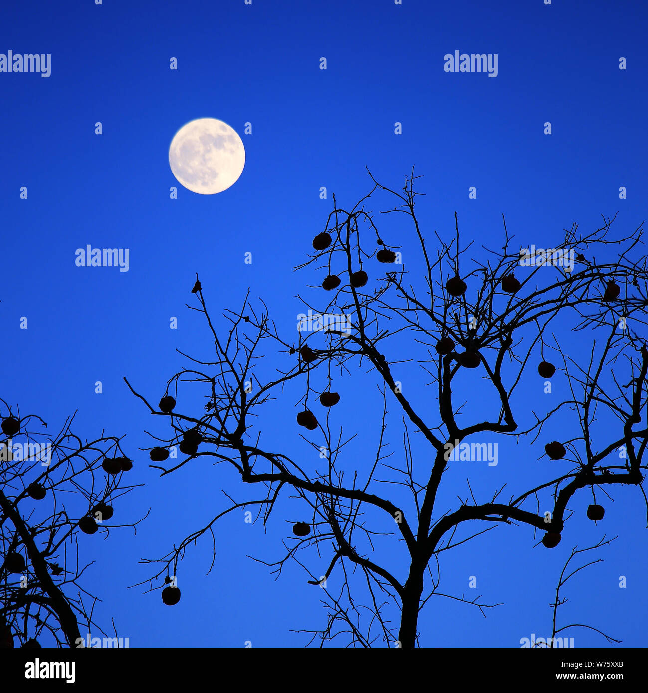 A supermoon is seen in the night sky over Beijing, China, 3 December ...