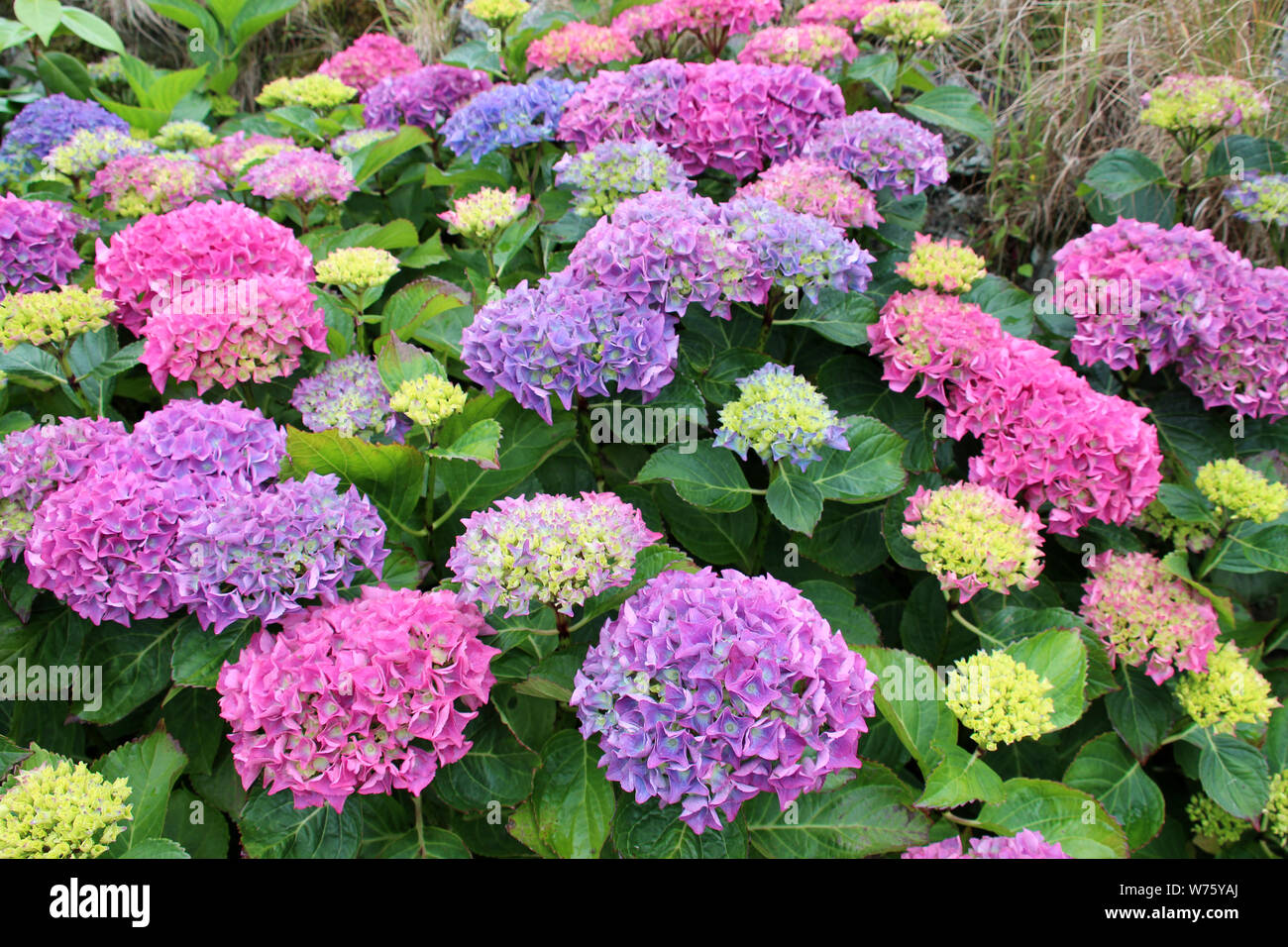 blooming hydrangeas in brittany (france Stock Photo - Alamy