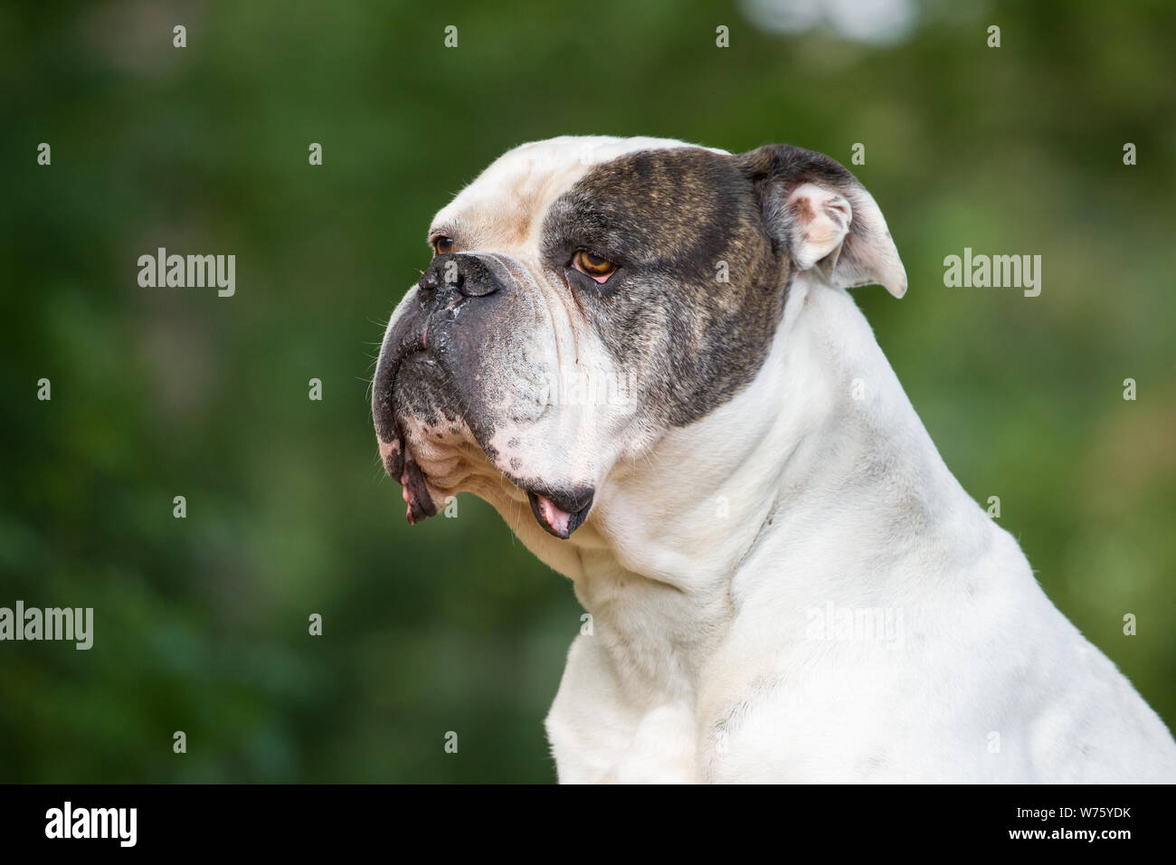 American Bulldog, head portrait Stock Photo - Alamy