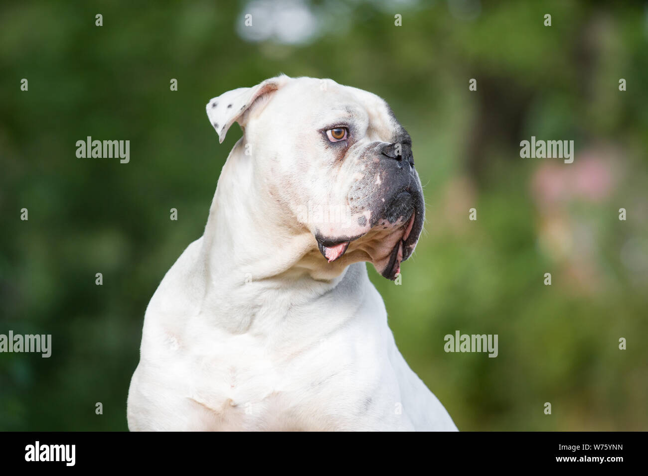 American Bulldog, head portrait Stock Photo - Alamy
