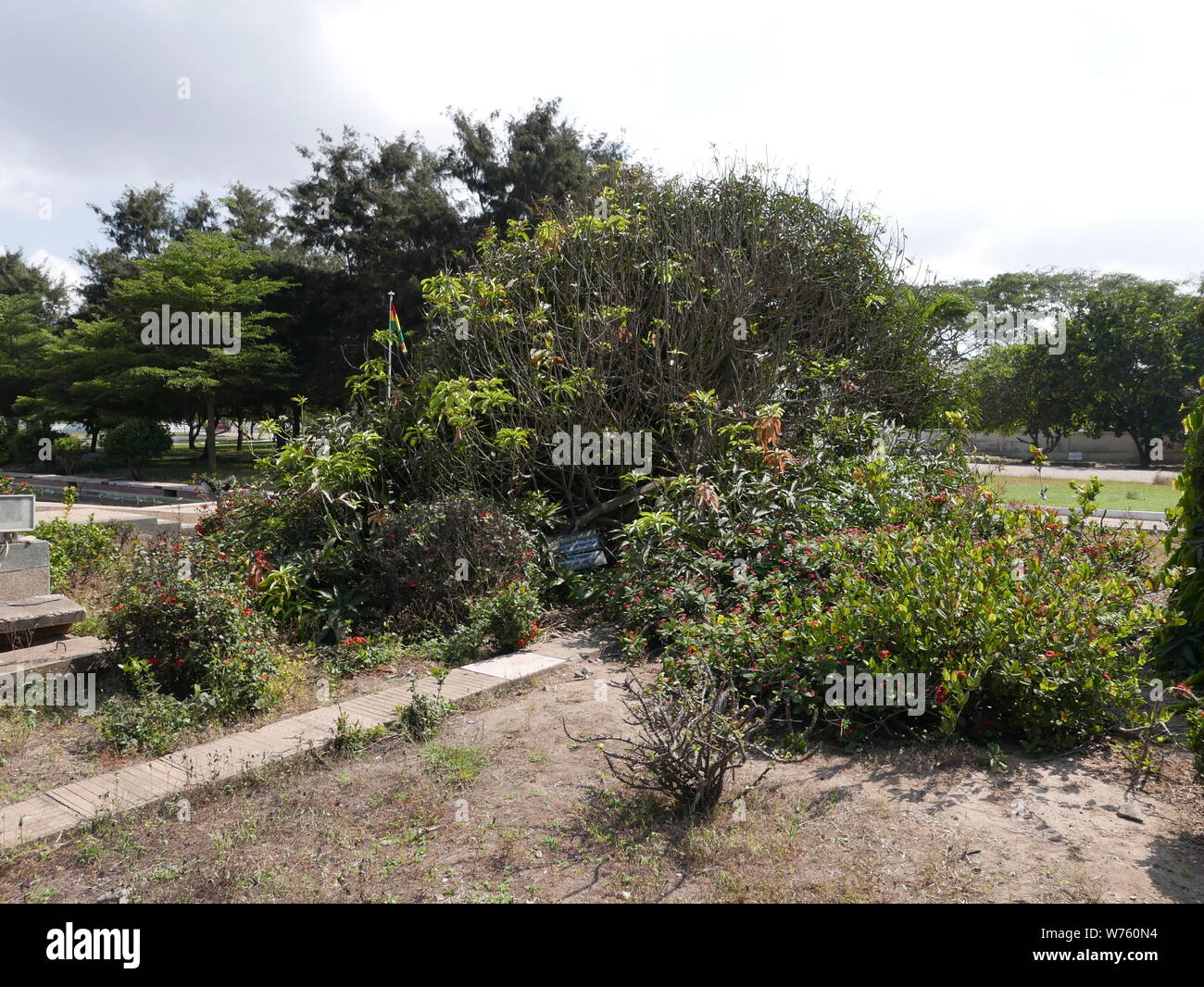 A tree planted by Nelson Mandela in the memorial park for the first ...