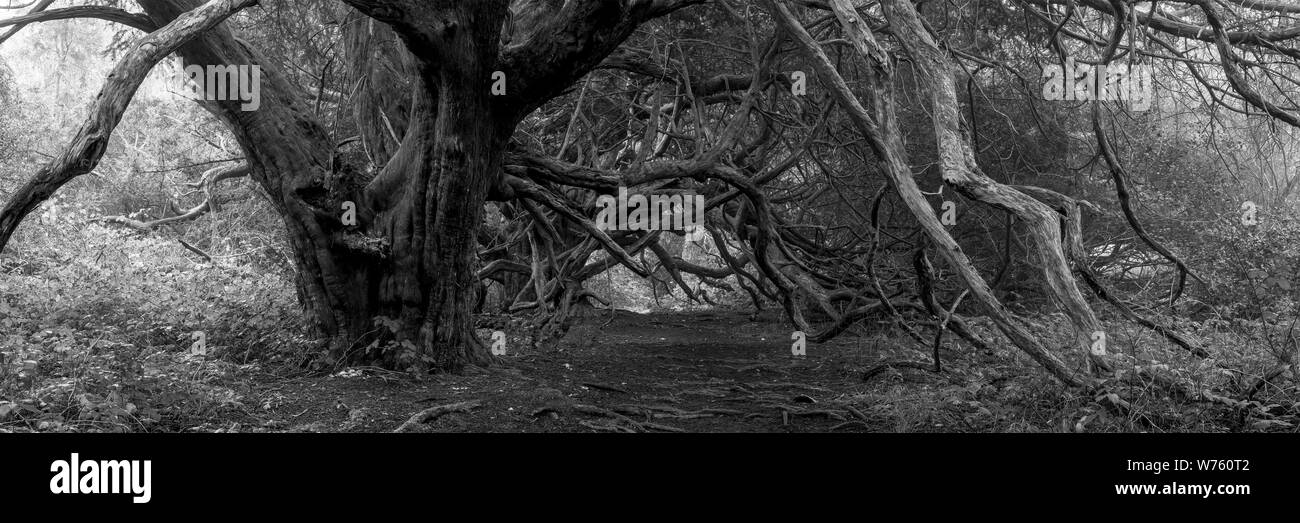 Black and white of Yew tree in Kingly Vale, west sussex, uk Stock Photo ...