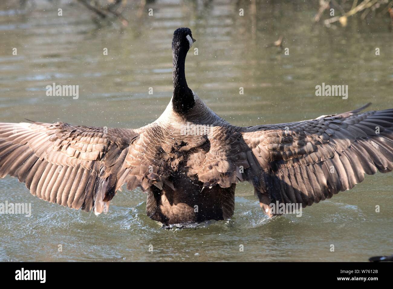 Canadian goose | usage worldwide Stock Photo - Alamy
