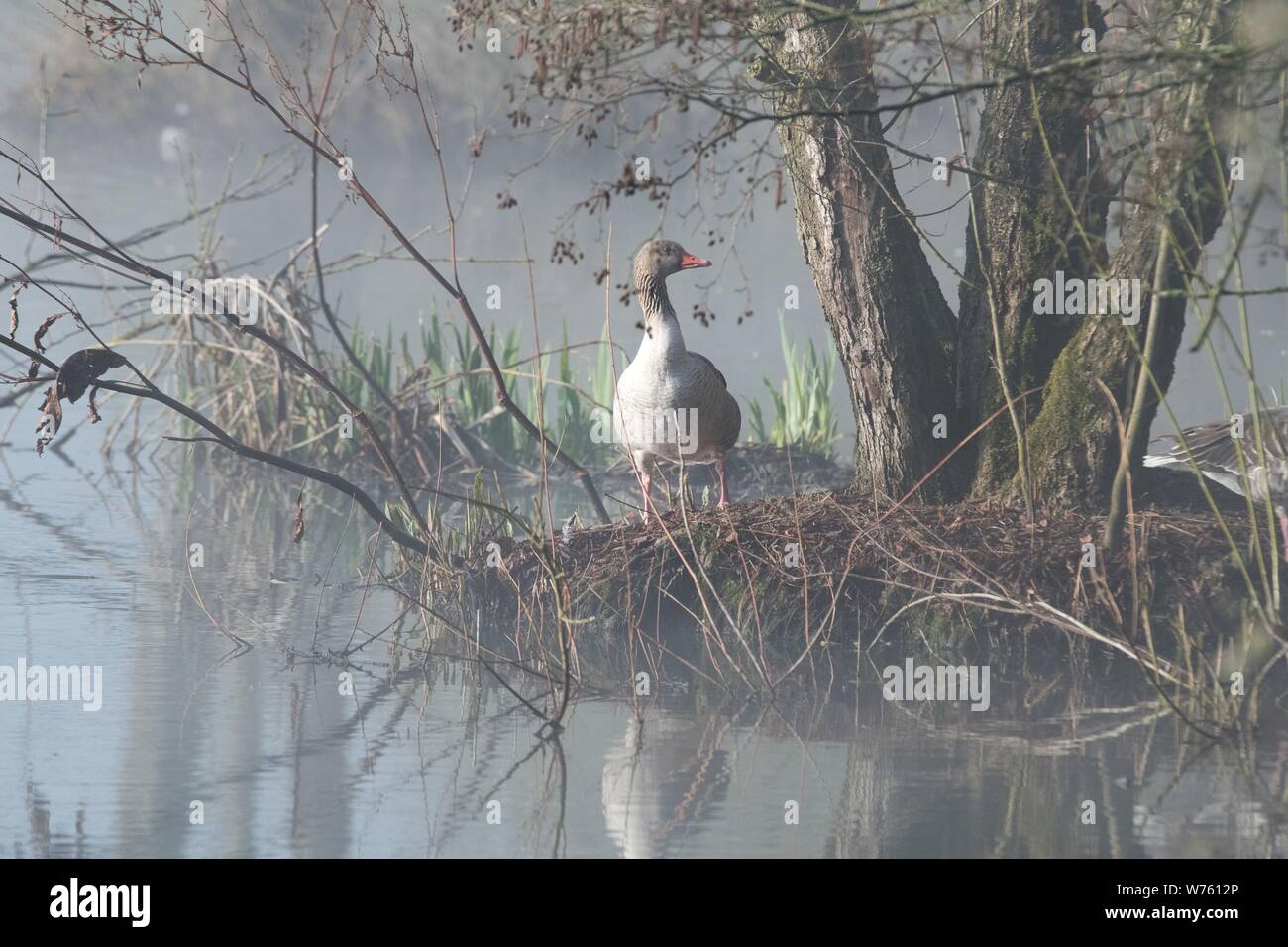 Grey goose | usage worldwide Stock Photo - Alamy