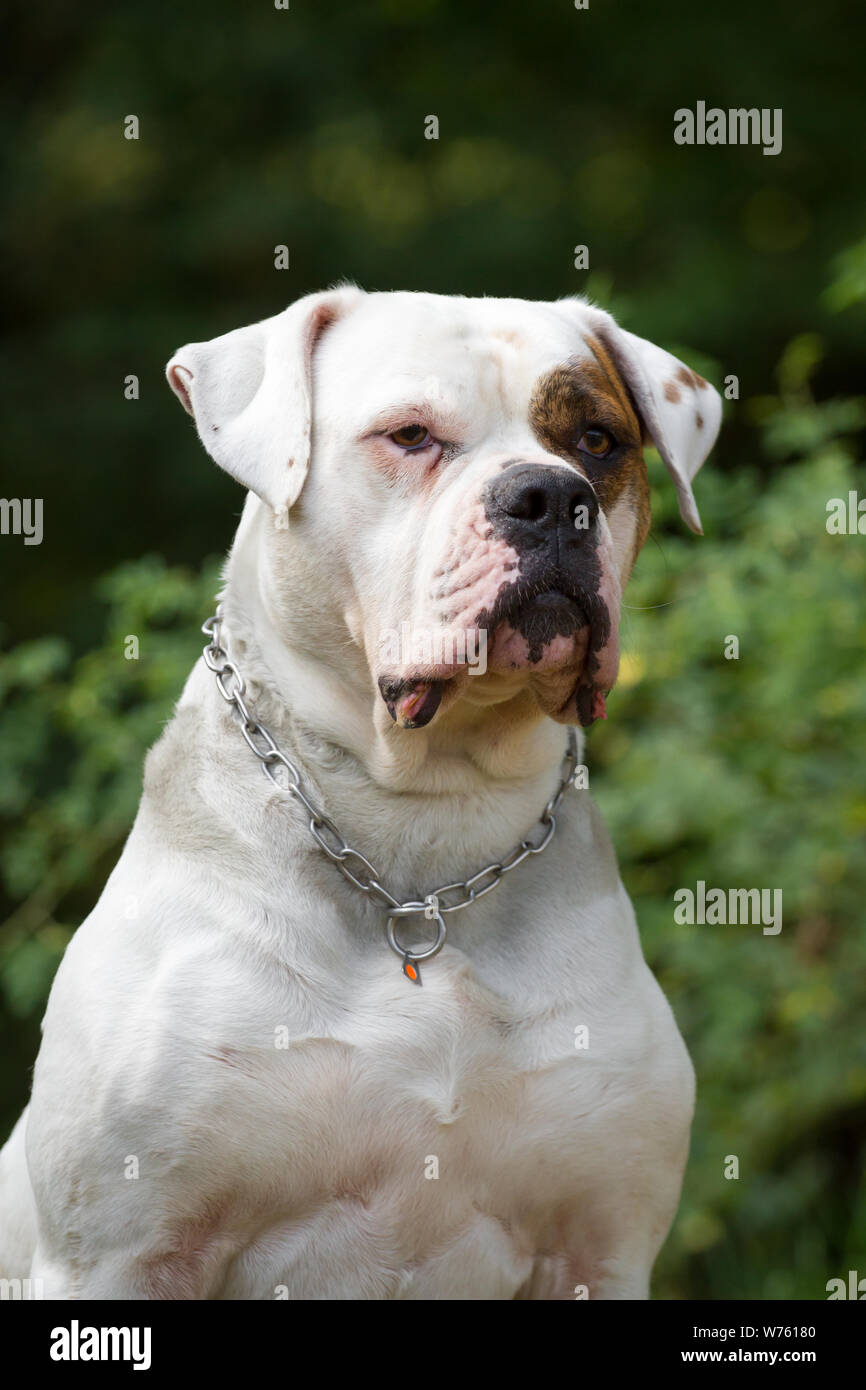 American Bulldog, head portrait Stock Photo - Alamy