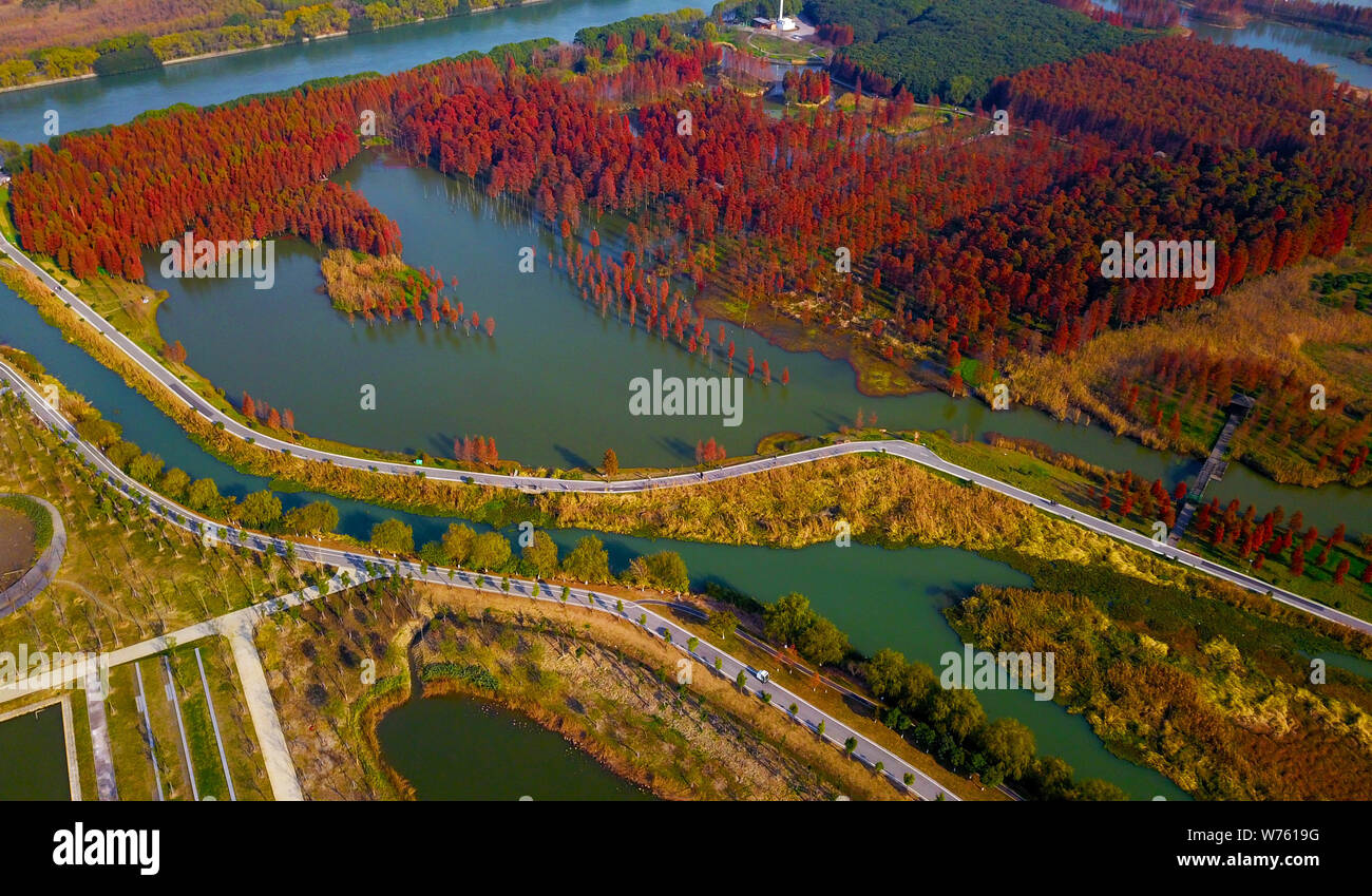 Aerial view of pond cypresses at Qingxi Country Park in Qingpu District ...