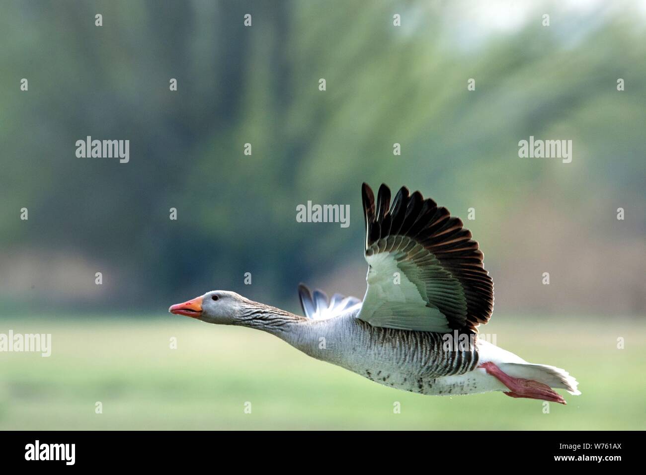 Grey goose | usage worldwide Stock Photo - Alamy