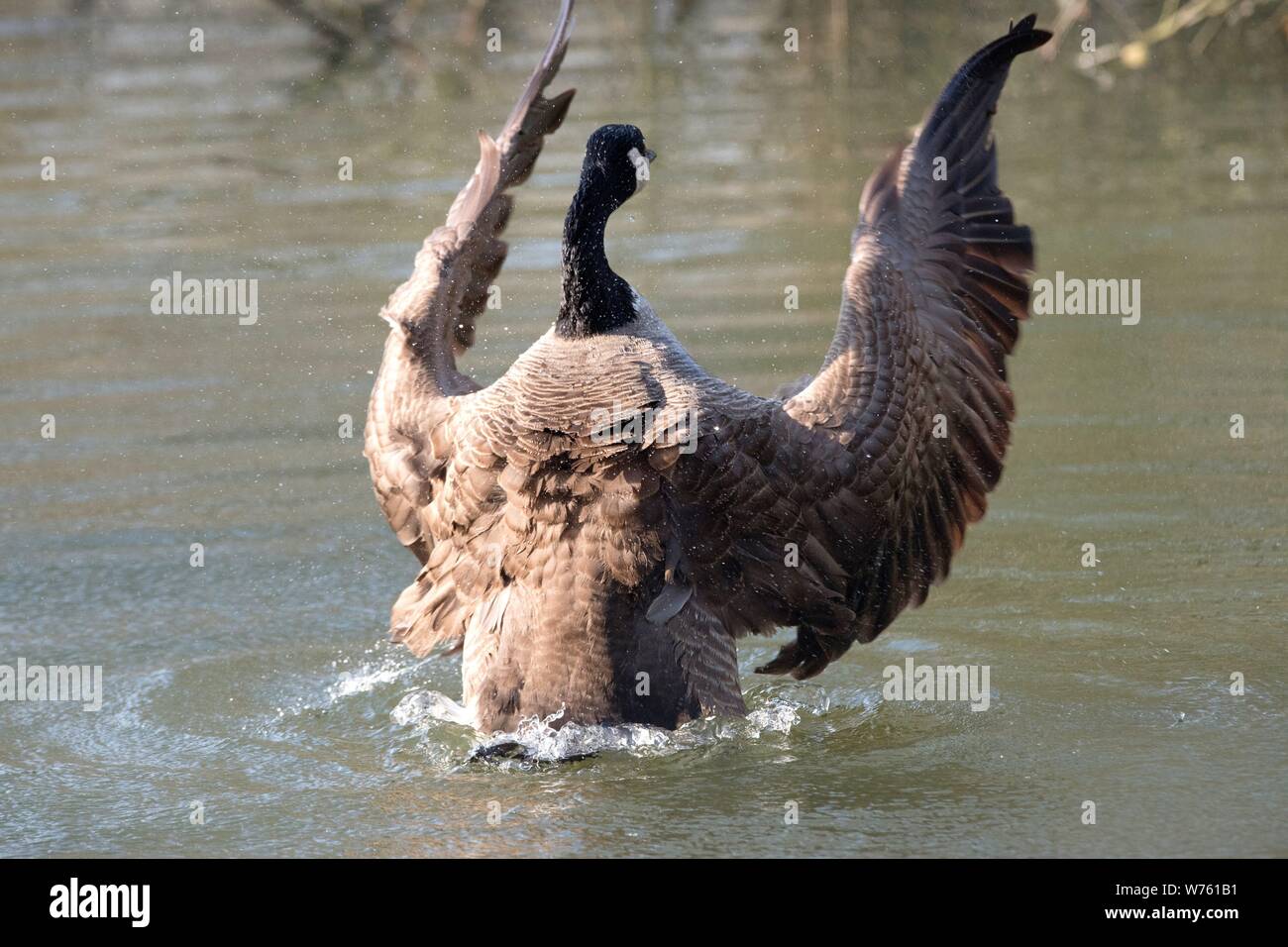 Canadian goose | usage worldwide Stock Photo - Alamy