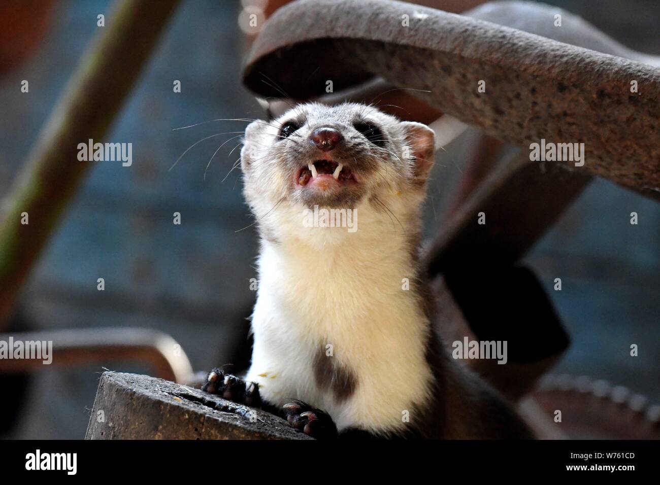Stone marten | usage worldwide Stock Photo - Alamy