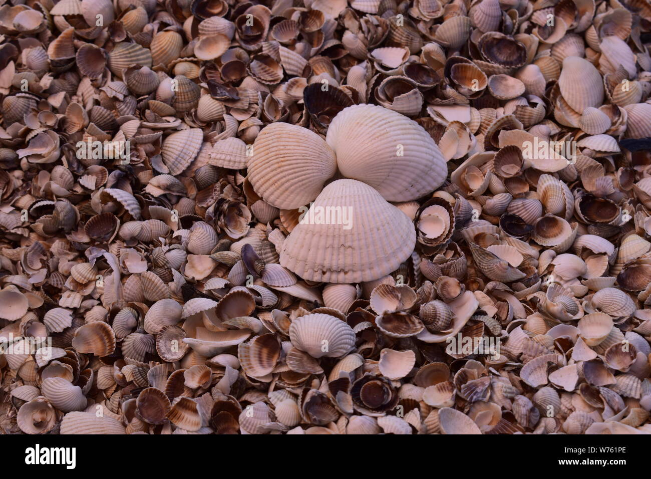 Sea shells composition. Natural background of broken seashells on the ...