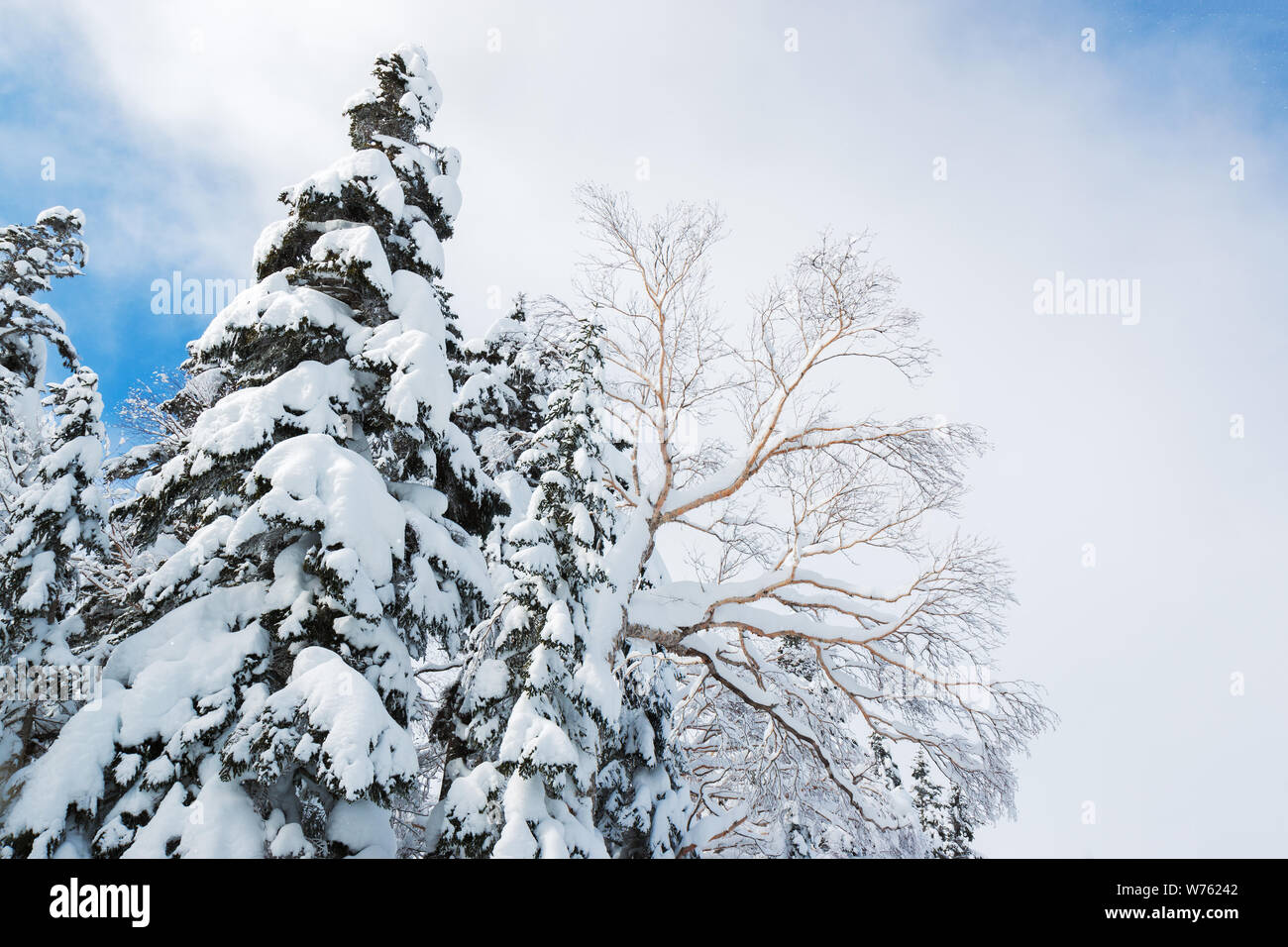 Beautiful winter landscape with snow covered trees, wonderful winter in ...