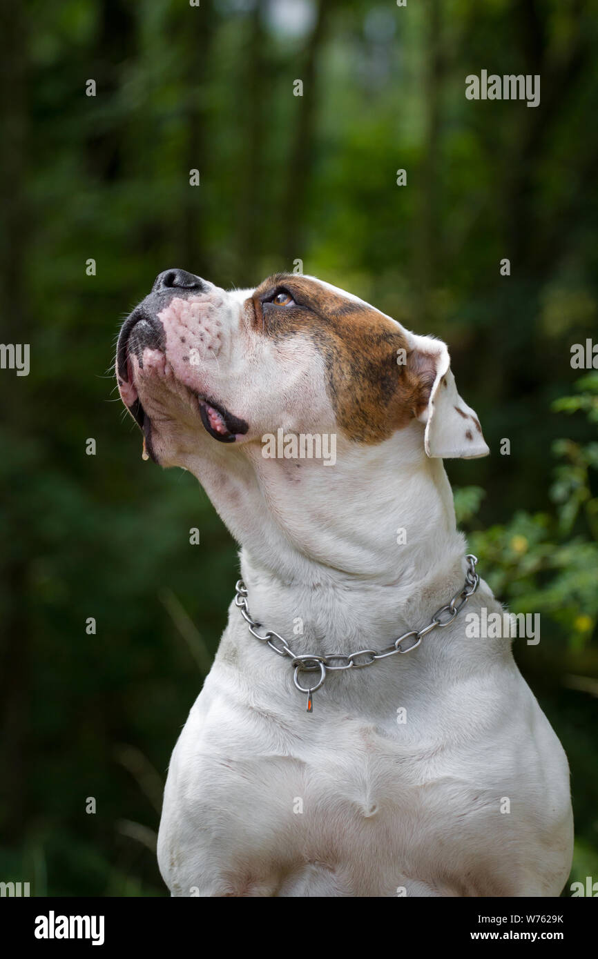 American bulldog portrait hi-res stock photography and images - Alamy