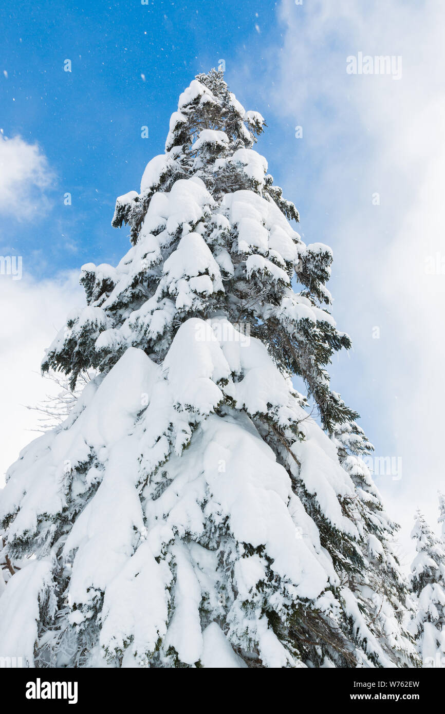 Beautiful winter landscape with snow covered trees, wonderful winter in ...