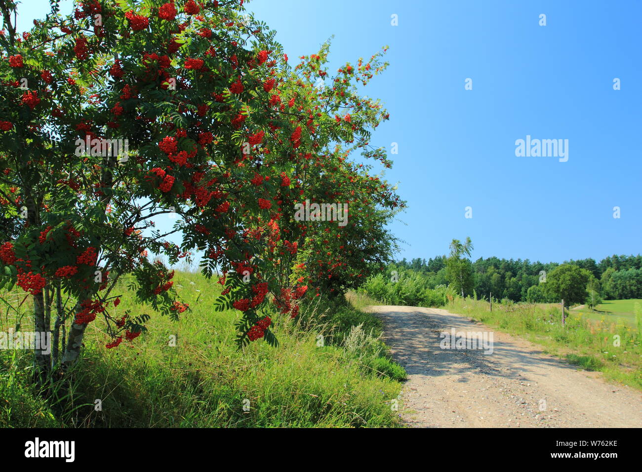 Rowan way hi-res stock photography and images - Alamy