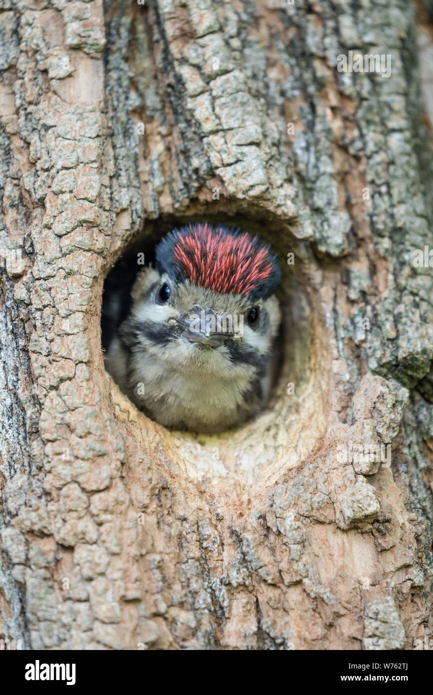 New life, chick of Great spotted woodpecker in his nest (Dendrocopos ...