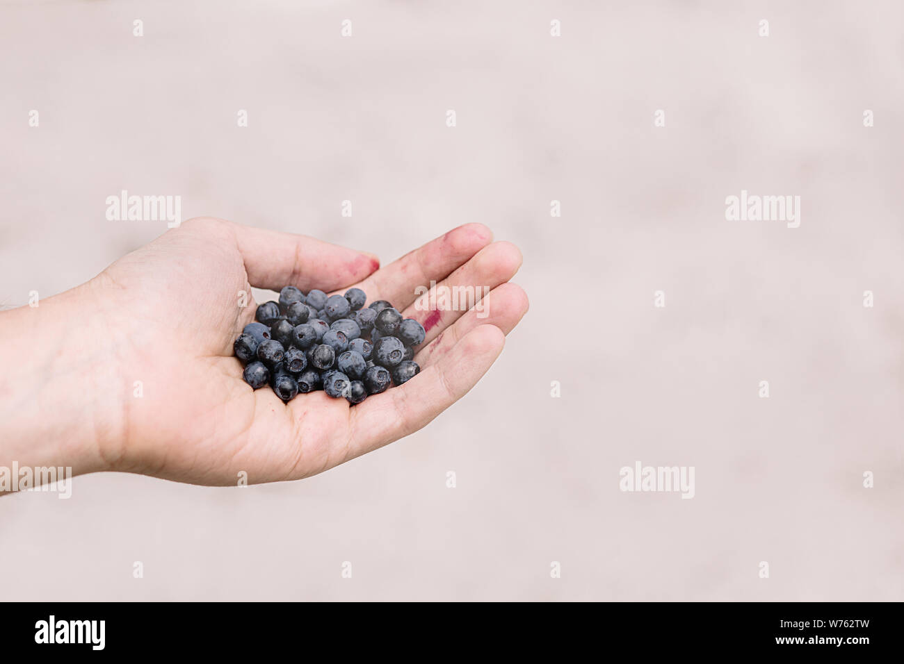 Female hand picking blueberries in hi-res stock photography and images ...