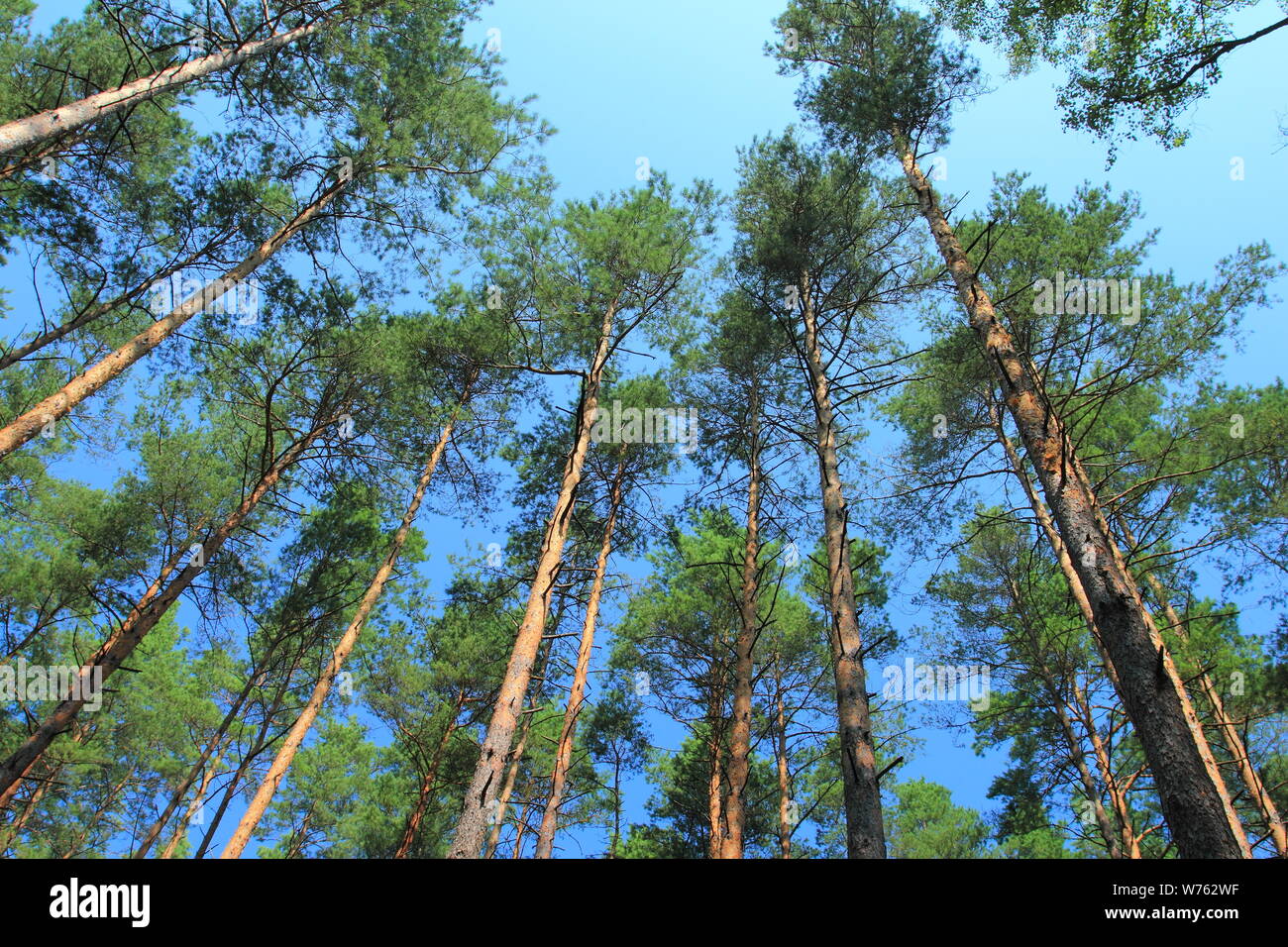 High pine trees in the forest against blue sky Stock Photo - Alamy
