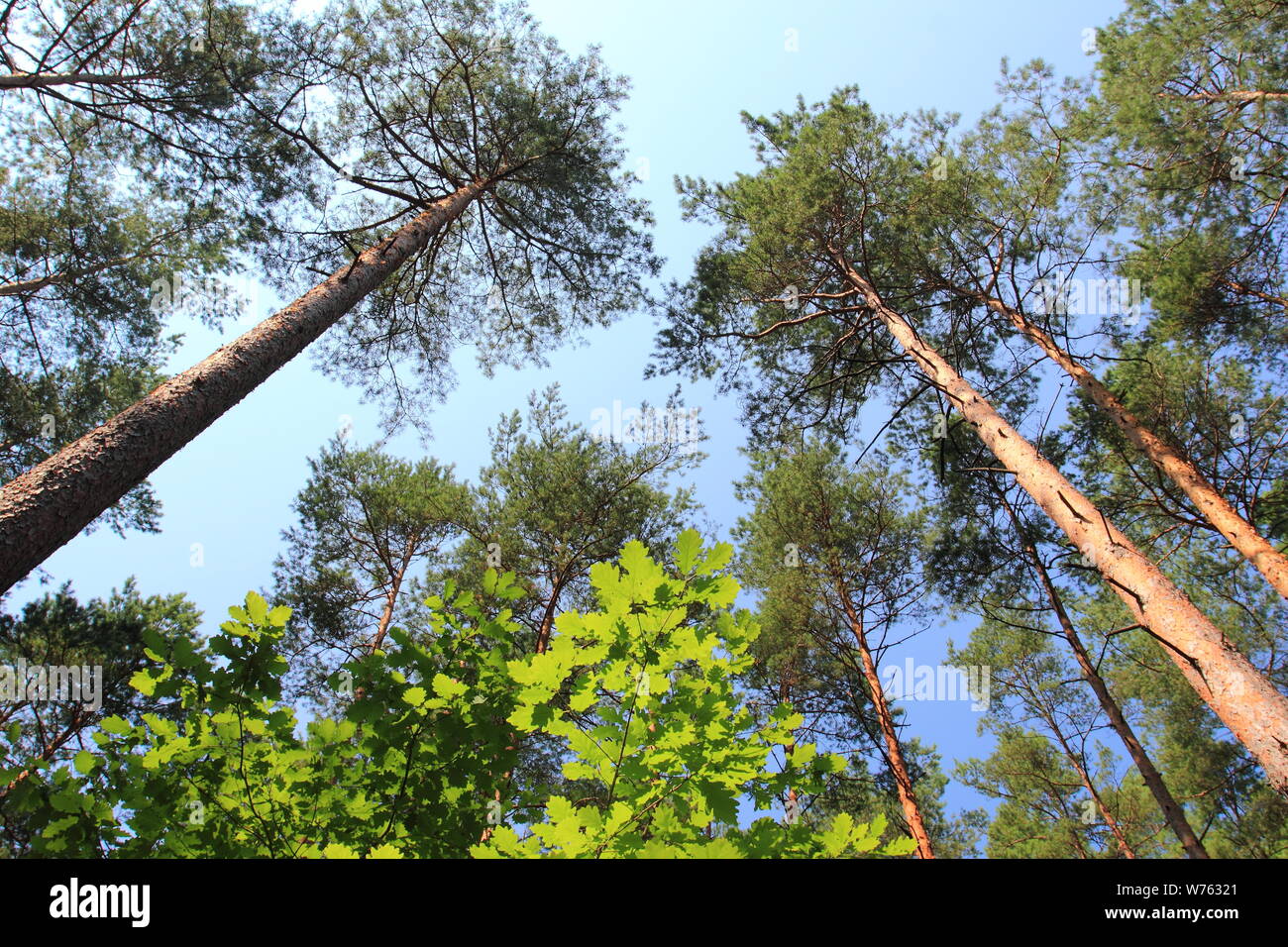 High trees in the forest against blue sky Stock Photo - Alamy