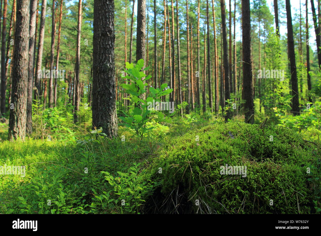 Pine forest. Low angle view. Summer landscape in forest Stock Photo - Alamy