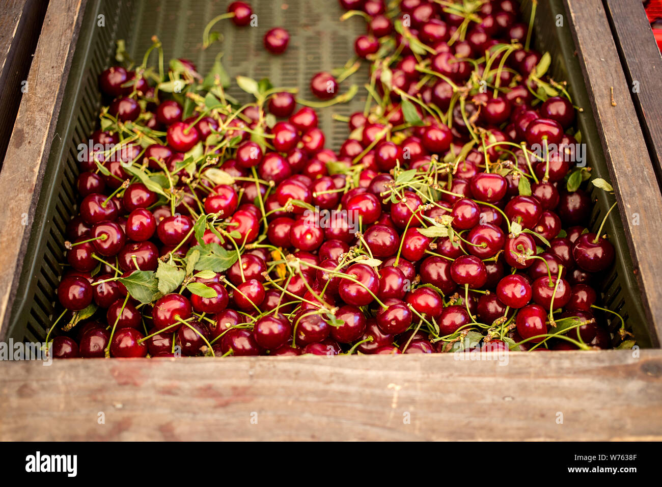 Sweet fresh cherries in boxes at a market. Fresh sweet cherry texture ...