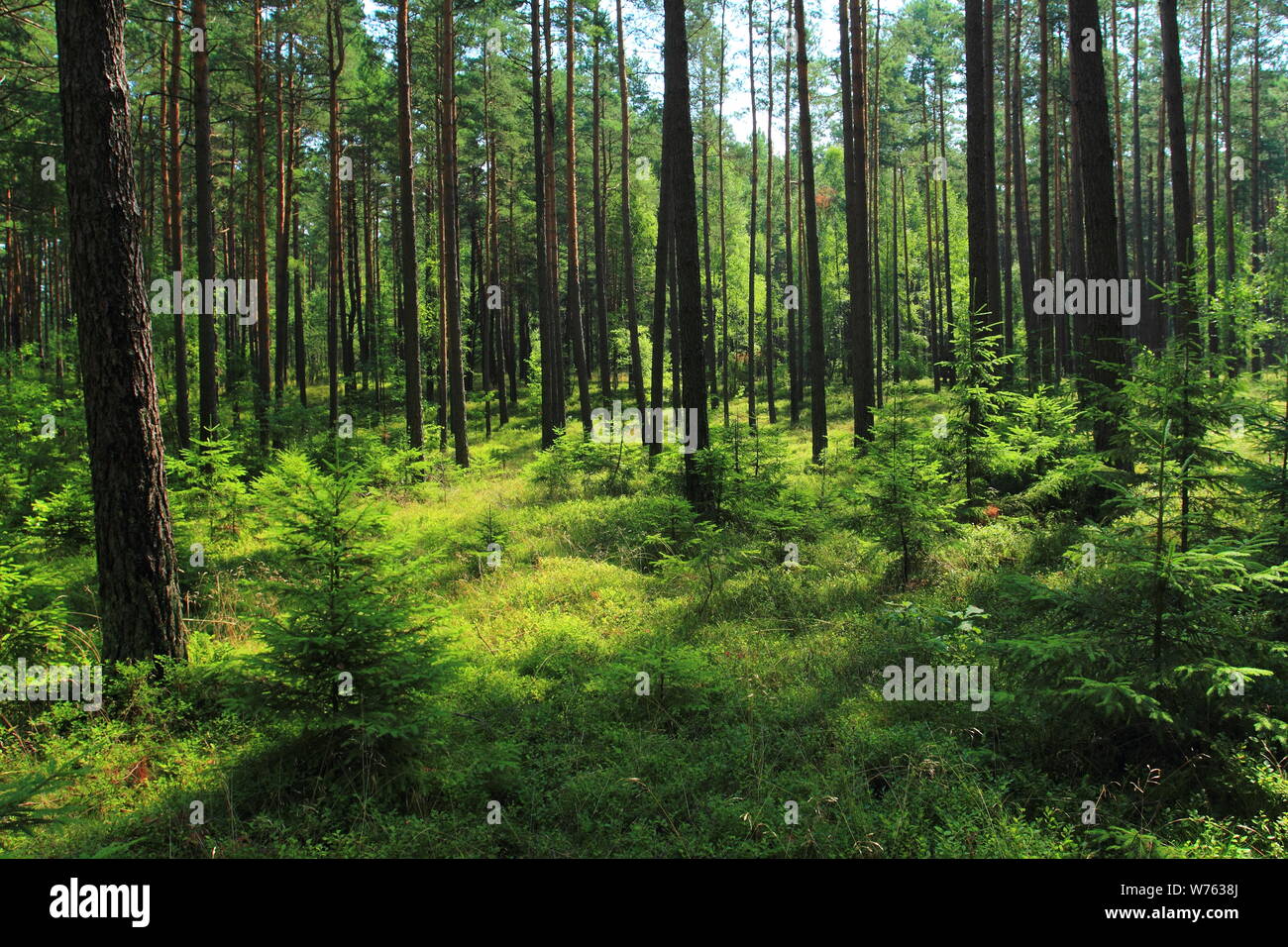 Beautiful view in summer pine forest in Poland Stock Photo - Alamy