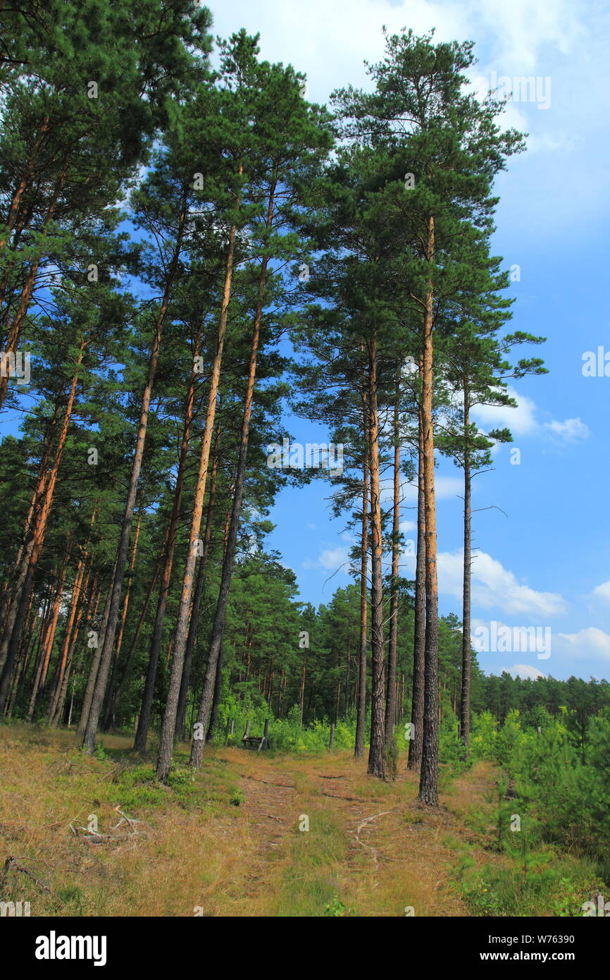 High pine hi-res stock photography and images - Alamy