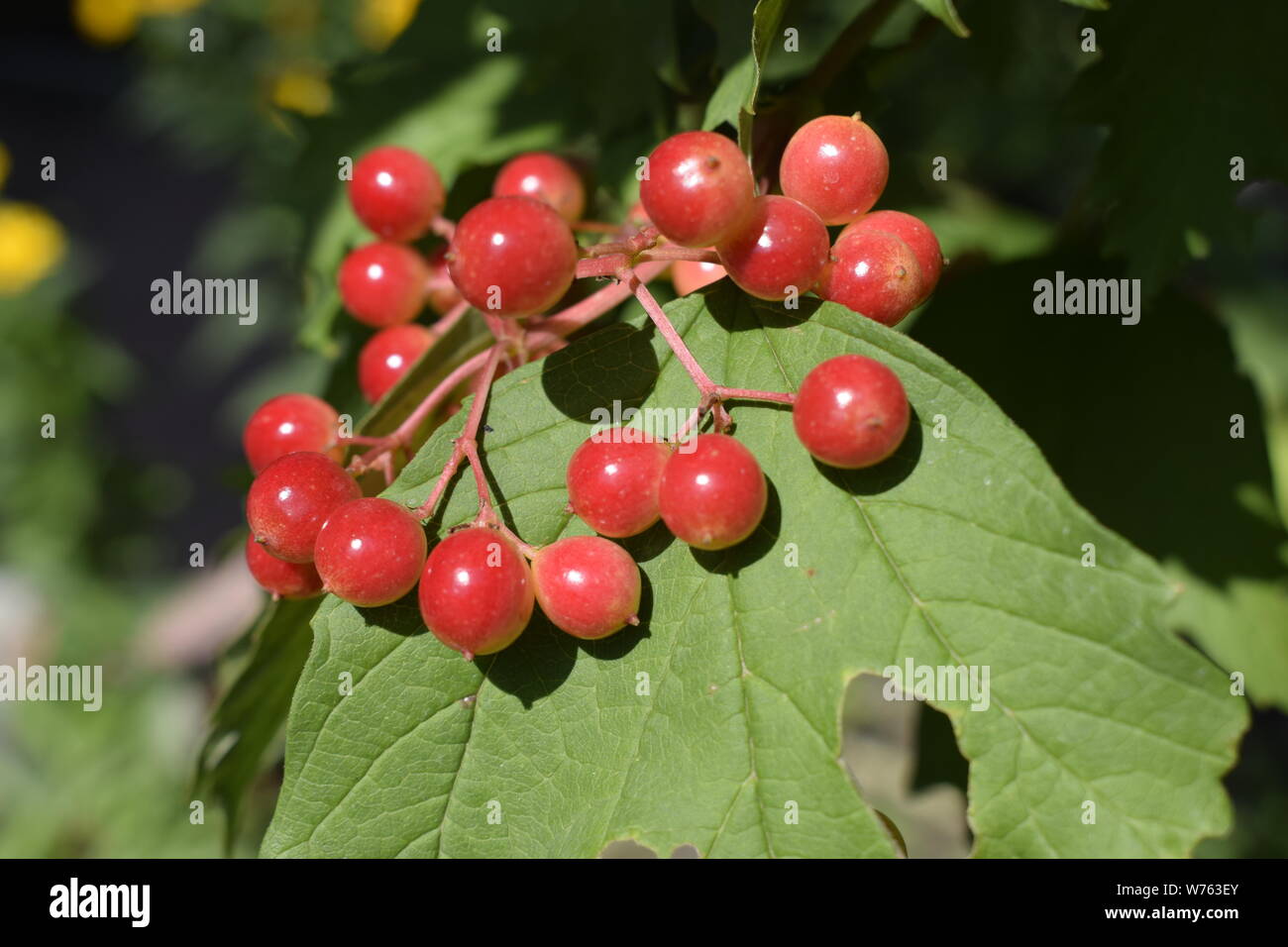 Bunch of viburnum berries illuminated by the sun in the garden Stock ...