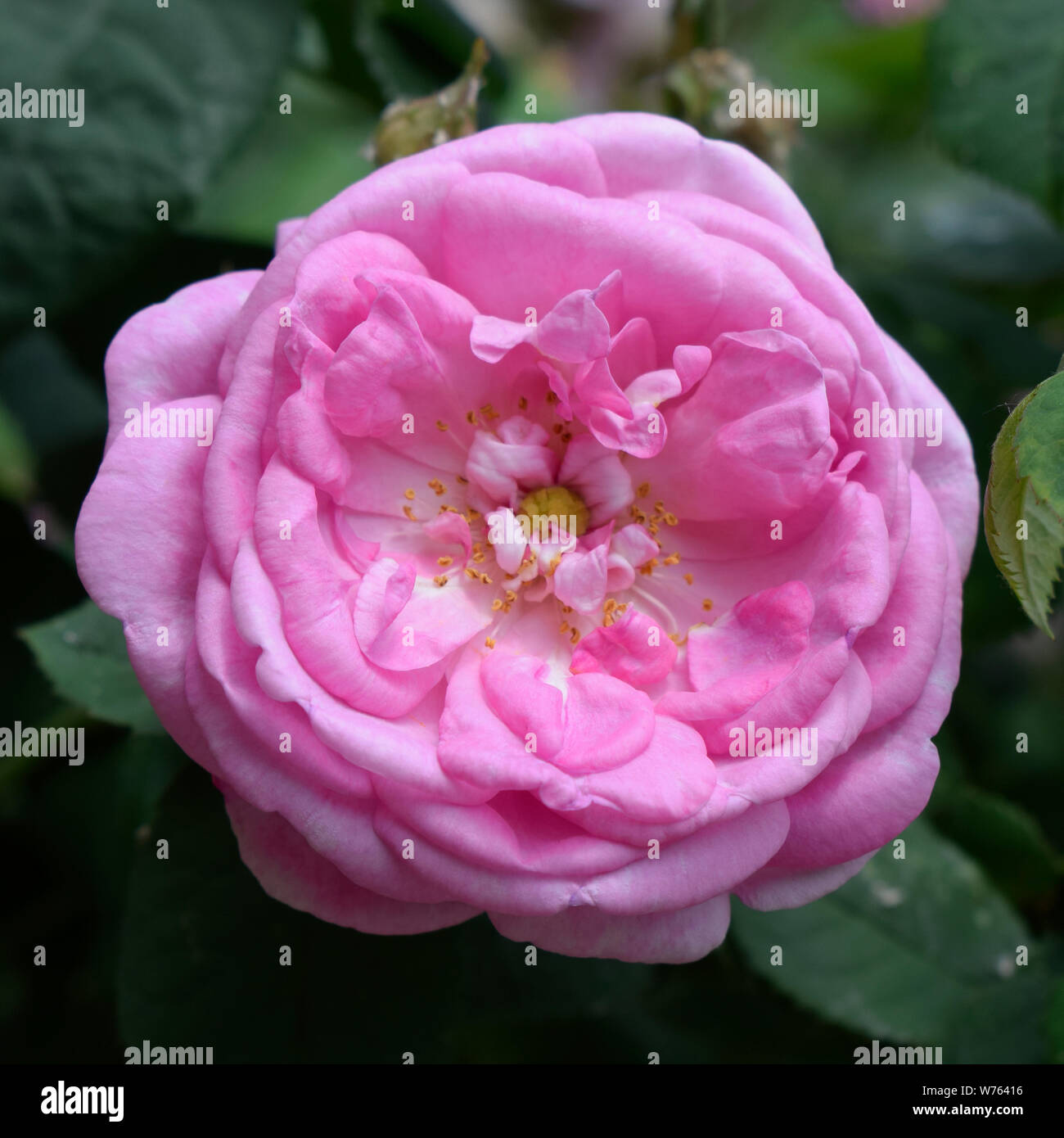 Pink Rose Garden. A bush of flowering pink roses. Natural background ...