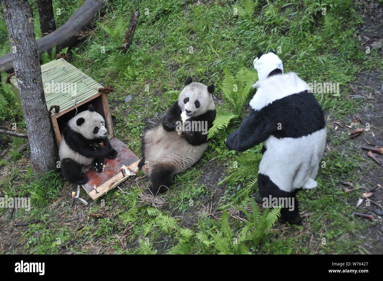 --FILE--Chinese panda feeder Wei Hua dressed as a giant panda take care ...