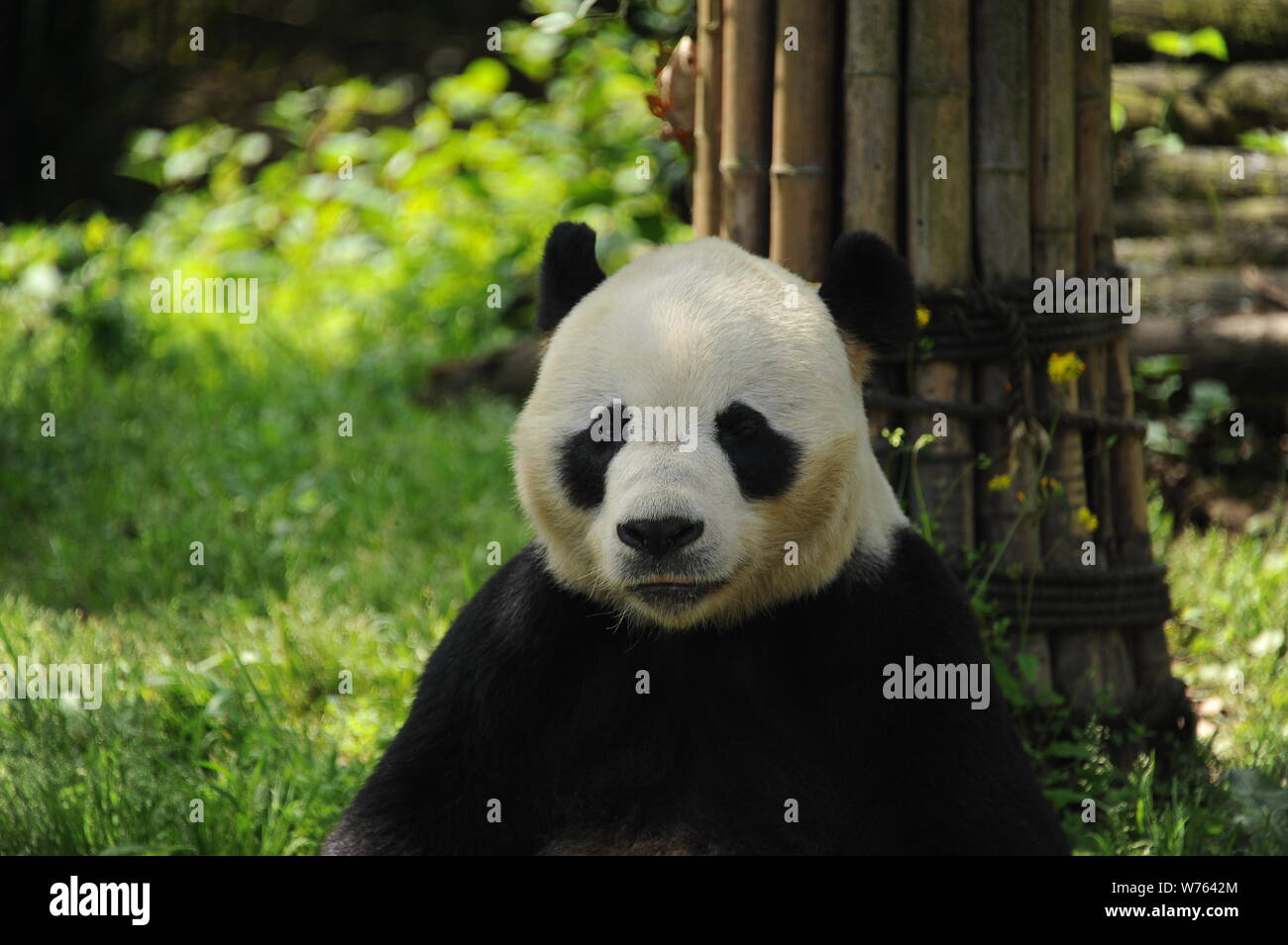 --FILE--The male giant panda Peng Peng, who died at the age of 18, eats ...