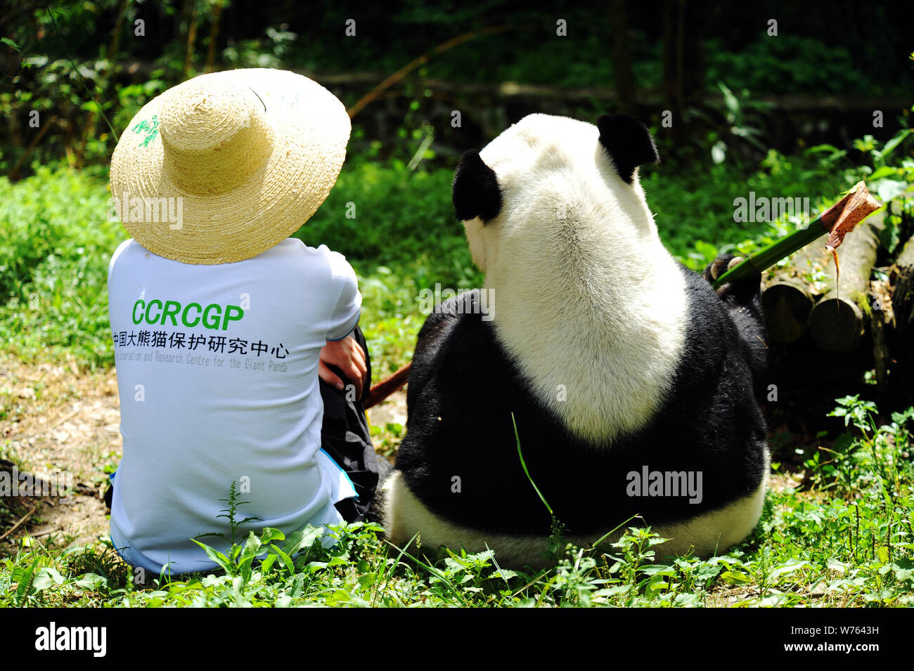 --FILE--A keeper sits on the ground with the male giant panda Peng Peng ...