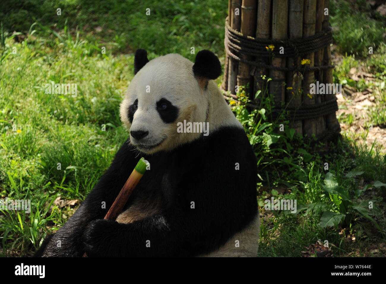 --FILE--The male giant panda Peng Peng, who died at the age of 18, eats ...