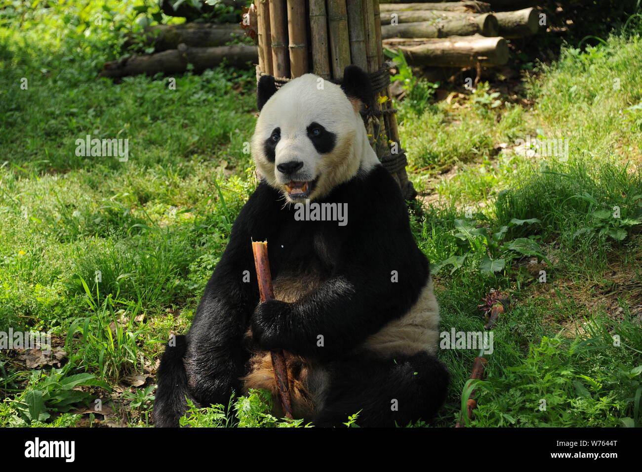 --FILE--The male giant panda Peng Peng, who died at the age of 18, eats ...