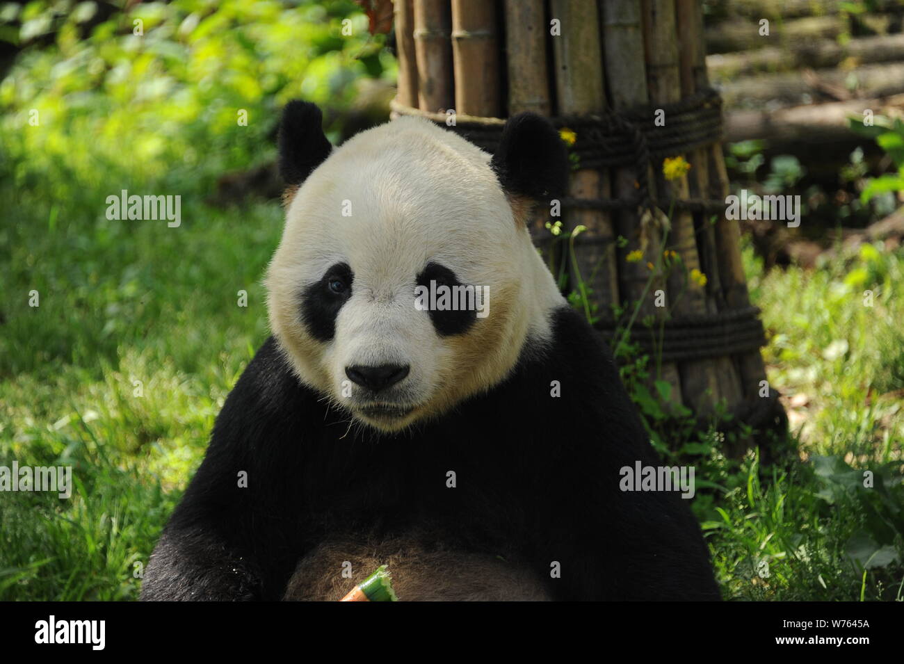 --FILE--The male giant panda Peng Peng, who died at the age of 18, eats ...