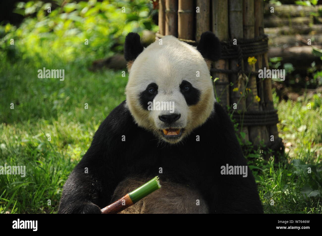 --FILE--The male giant panda Peng Peng, who died at the age of 18, eats ...