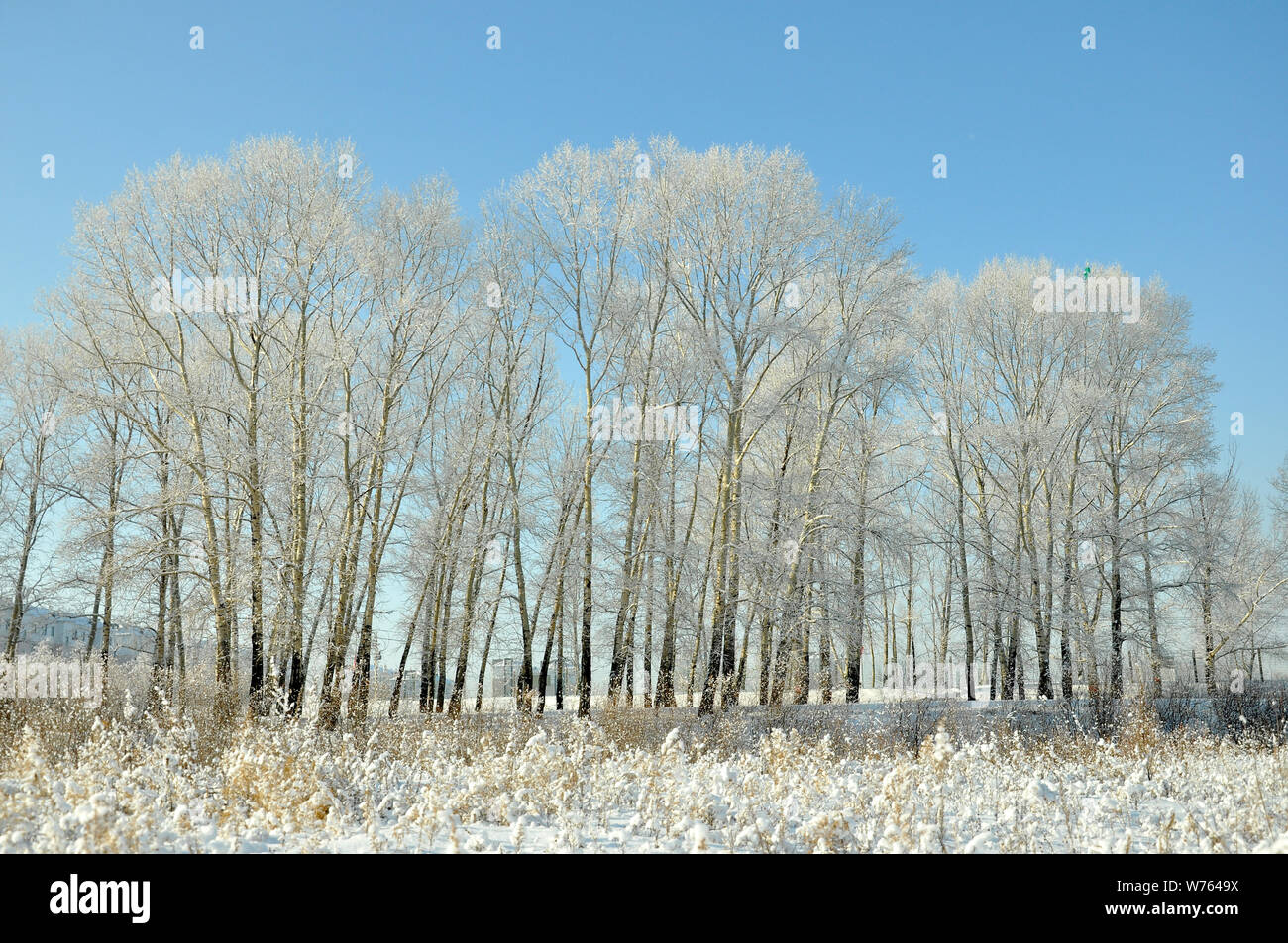 Snow scenery of Yakeshi in Hulunbuir, north China's Inner Mongolia ...