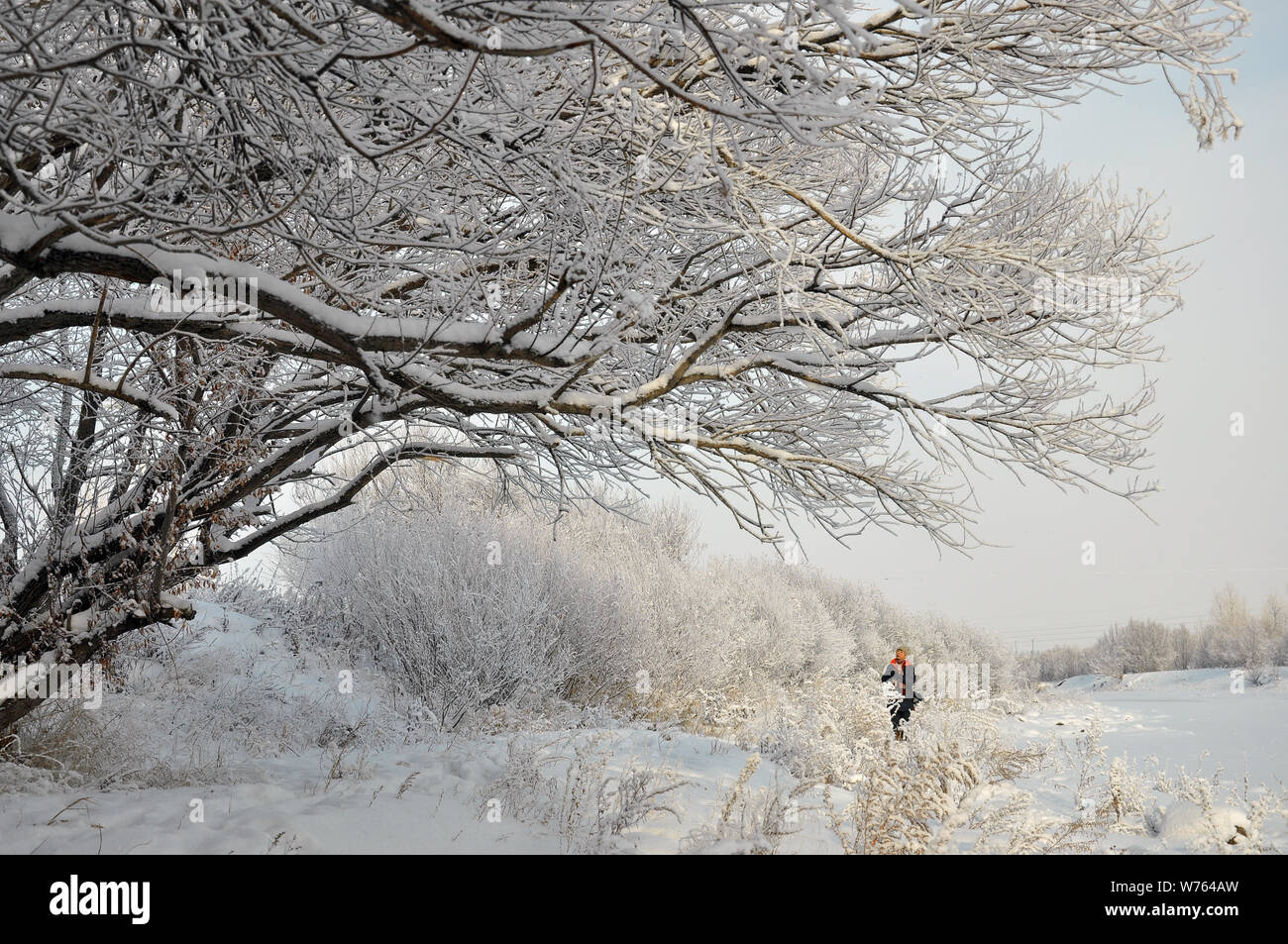 A tourist takes photos of snow by the Zhadun River in Yakeshi of ...